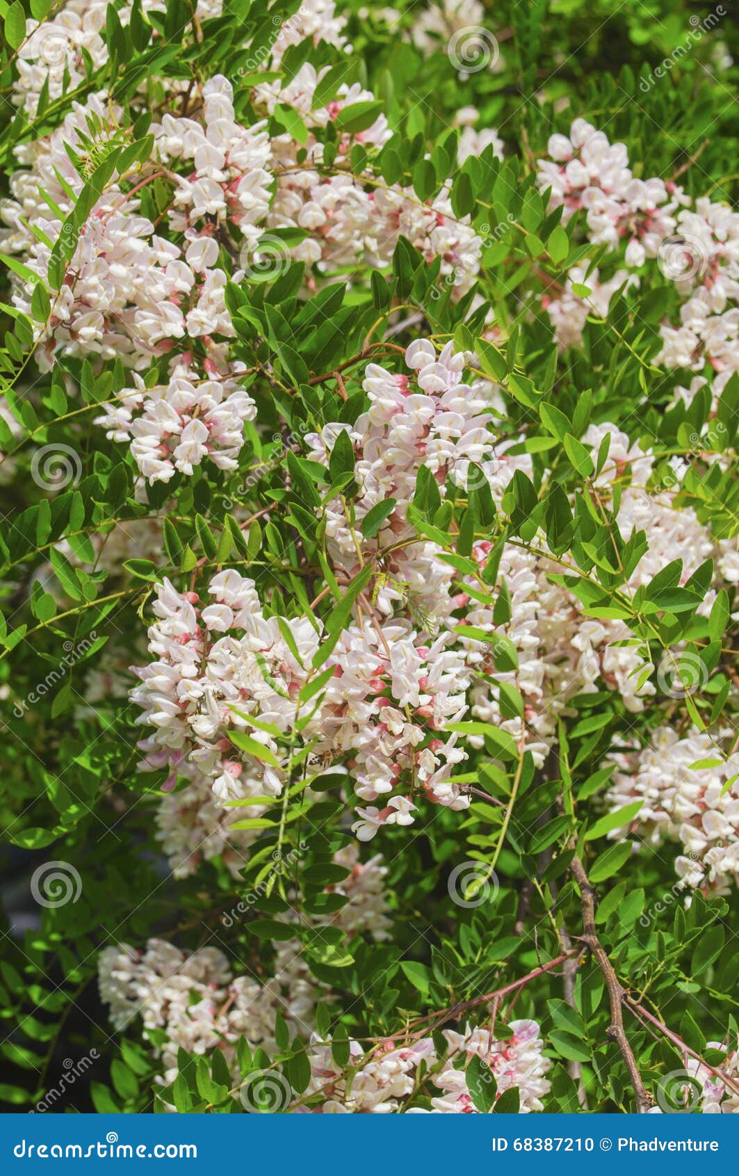 Beautiful Acacia flowers stock photo. Image of bright - 68387210