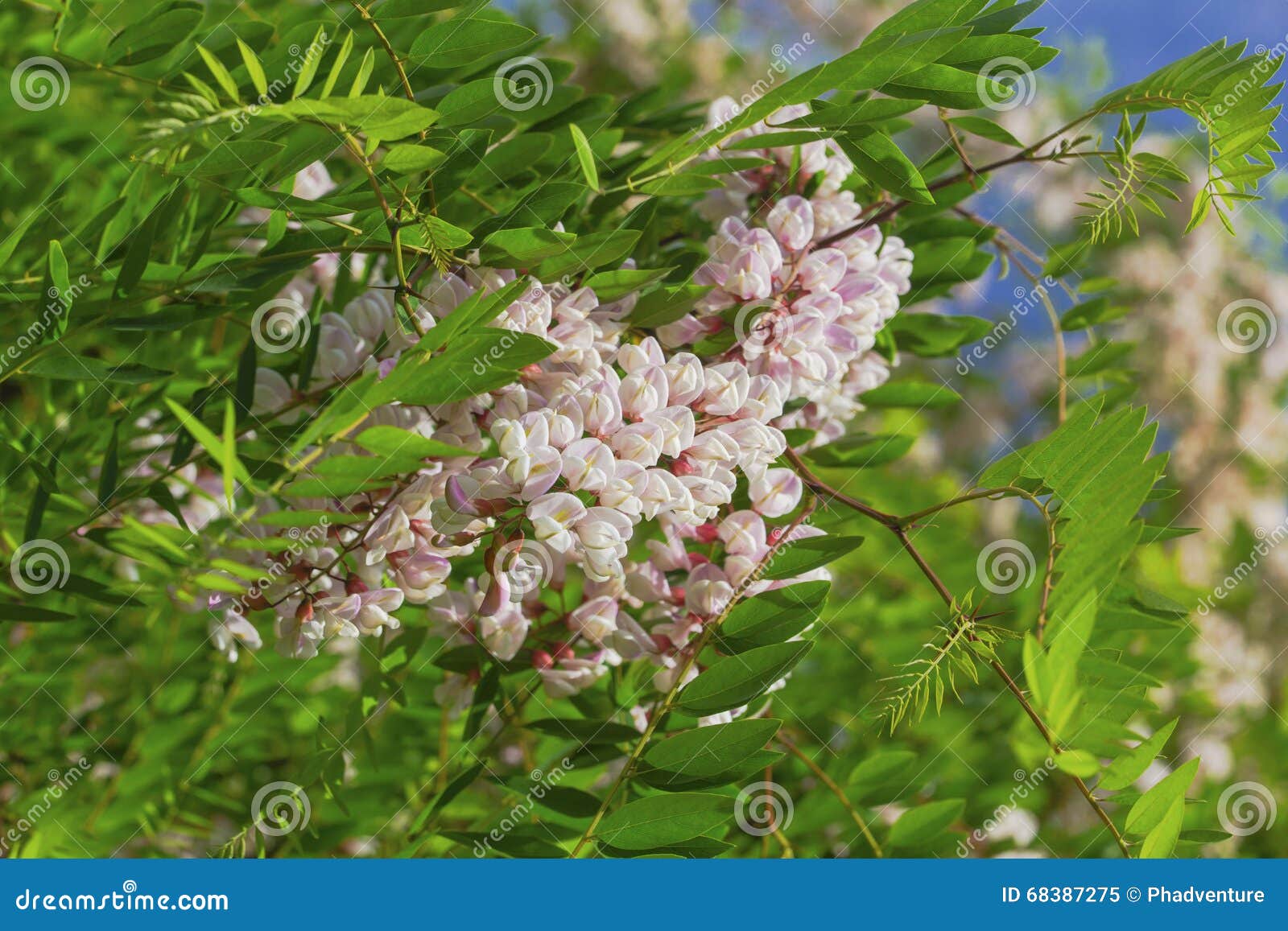 Beautiful Acacia flowers stock image. Image of color - 68387275