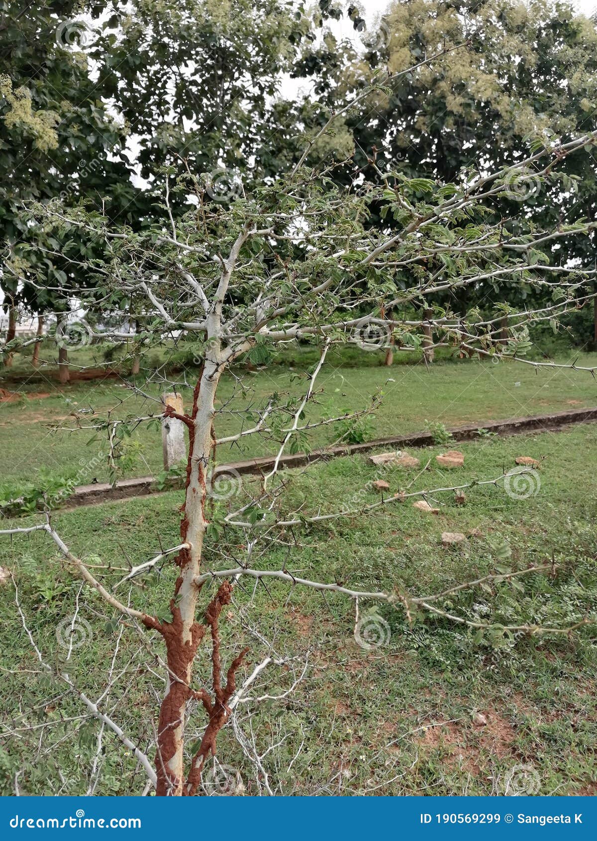 A Beautiful Acacia Tree with Nice Pattern Stems in the Ground Stock ...