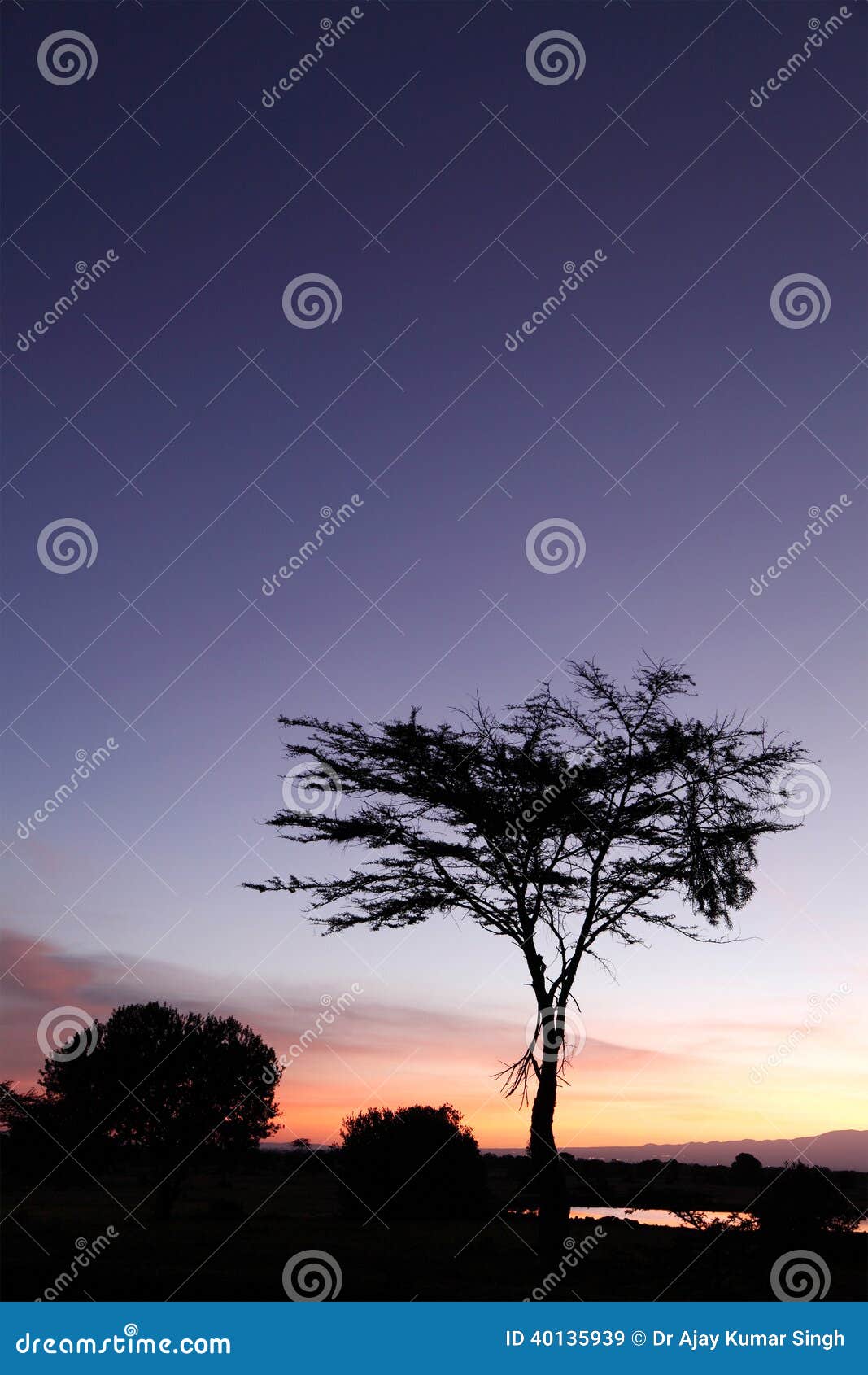 Beautiful Acacia Tree at Sunrise Stock Image - Image of african, pool ...