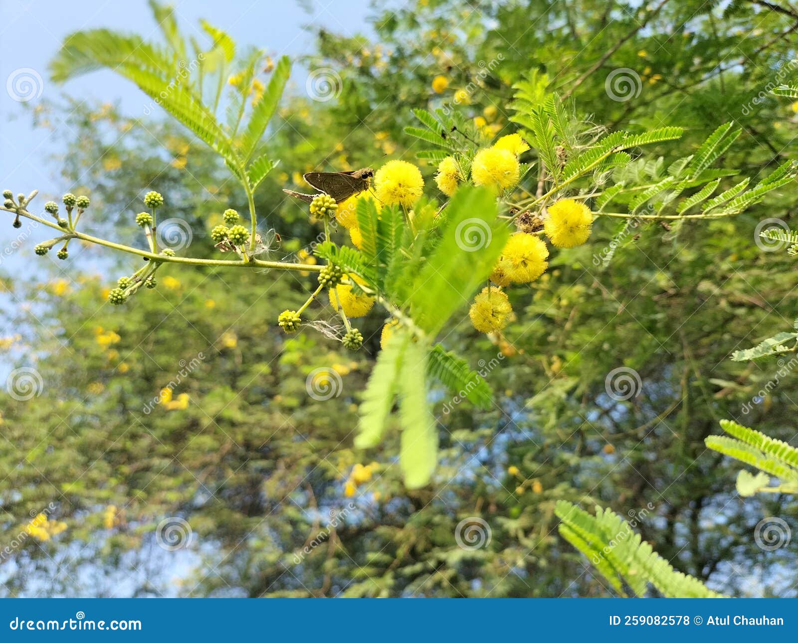Beautiful Acacia Yellow Flowering Trees Stock Photo - Image of foliage ...