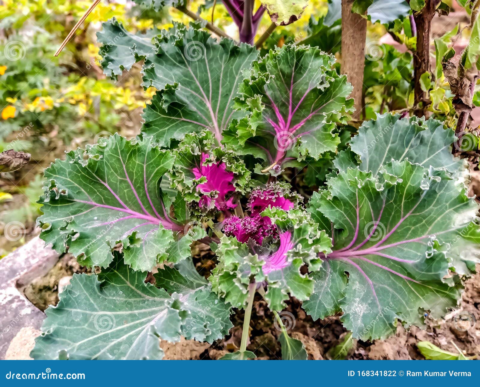 Beautiful Acephala Group Plant Image India Stock Photo - Image of plant, india: 168341822