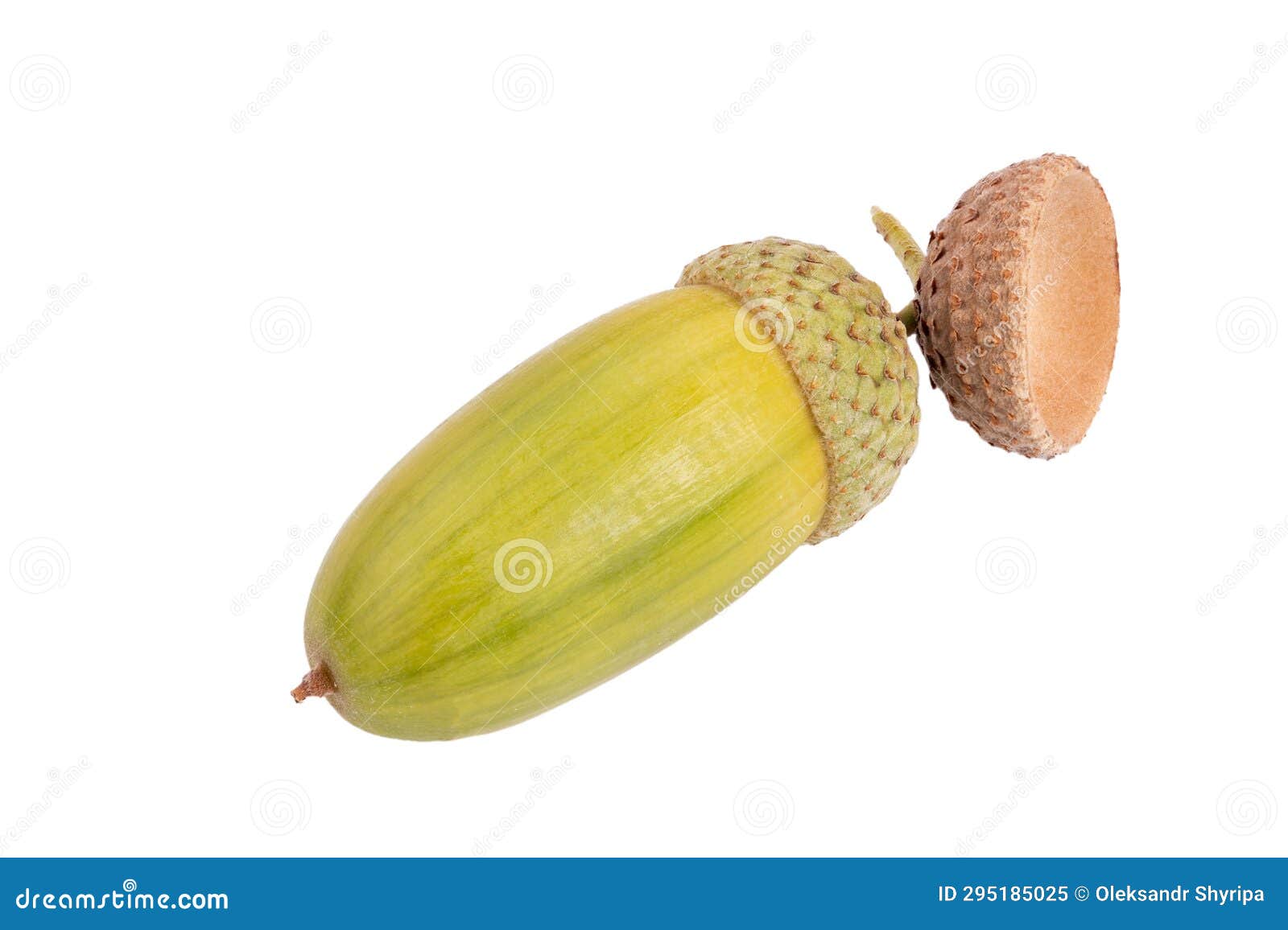 Beautiful Acorns on White Background. Oak Nuts Stock Image - Image of ...