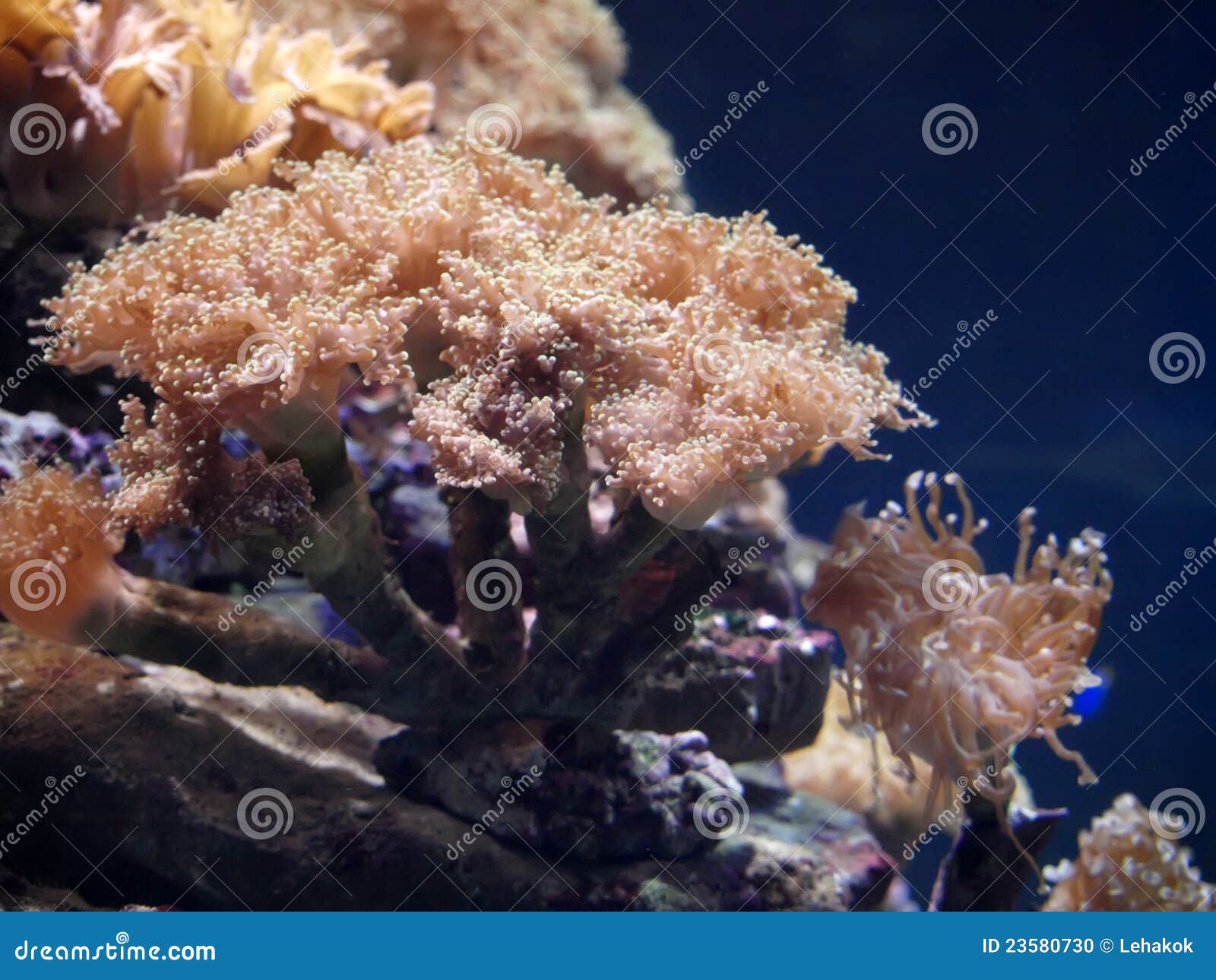 Beautiful actinia stock photo. Image of actinia, feeler - 23580730