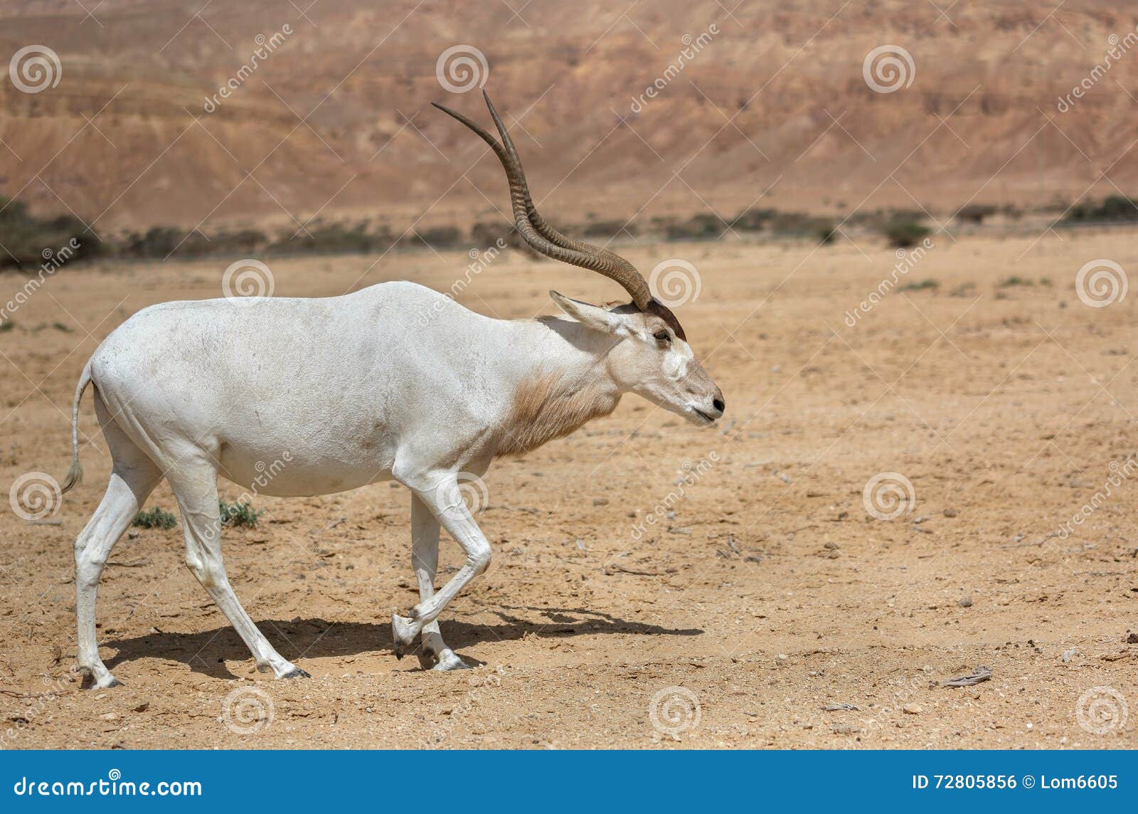 Beautiful Addax in the Desert Stock Photo - Image of coat, blue: 72805856