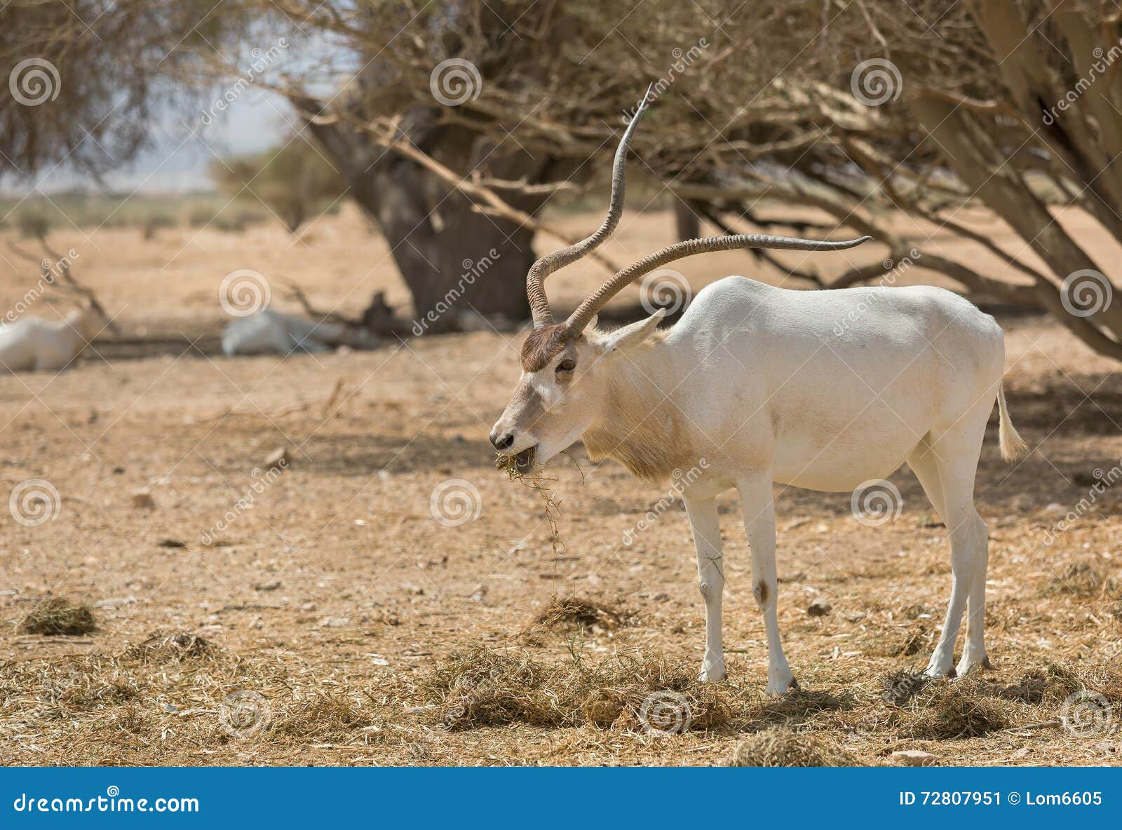 Beautiful Addax In The Desert Royalty-Free Stock Photo | CartoonDealer ...