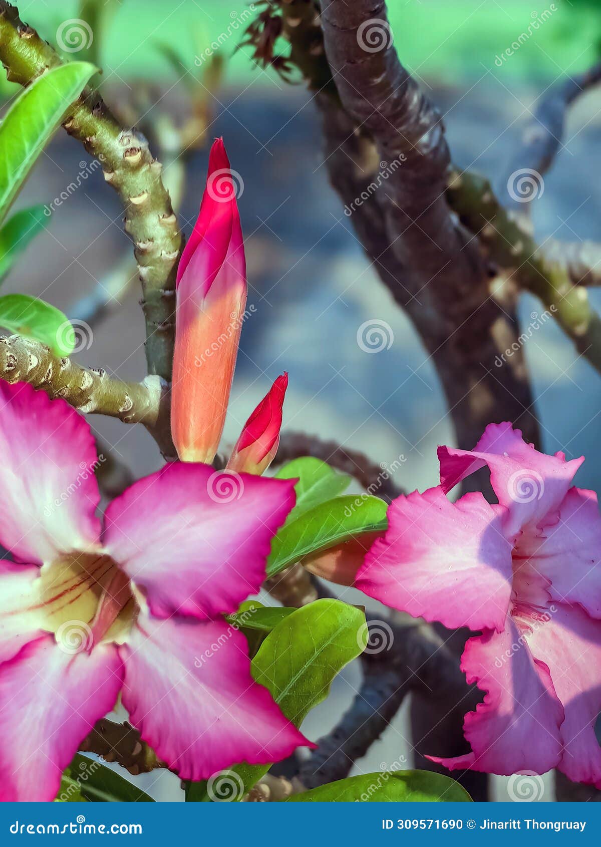 Beautiful Adenium Or Desert Rose Flower Pink Adenium Flower With Blur