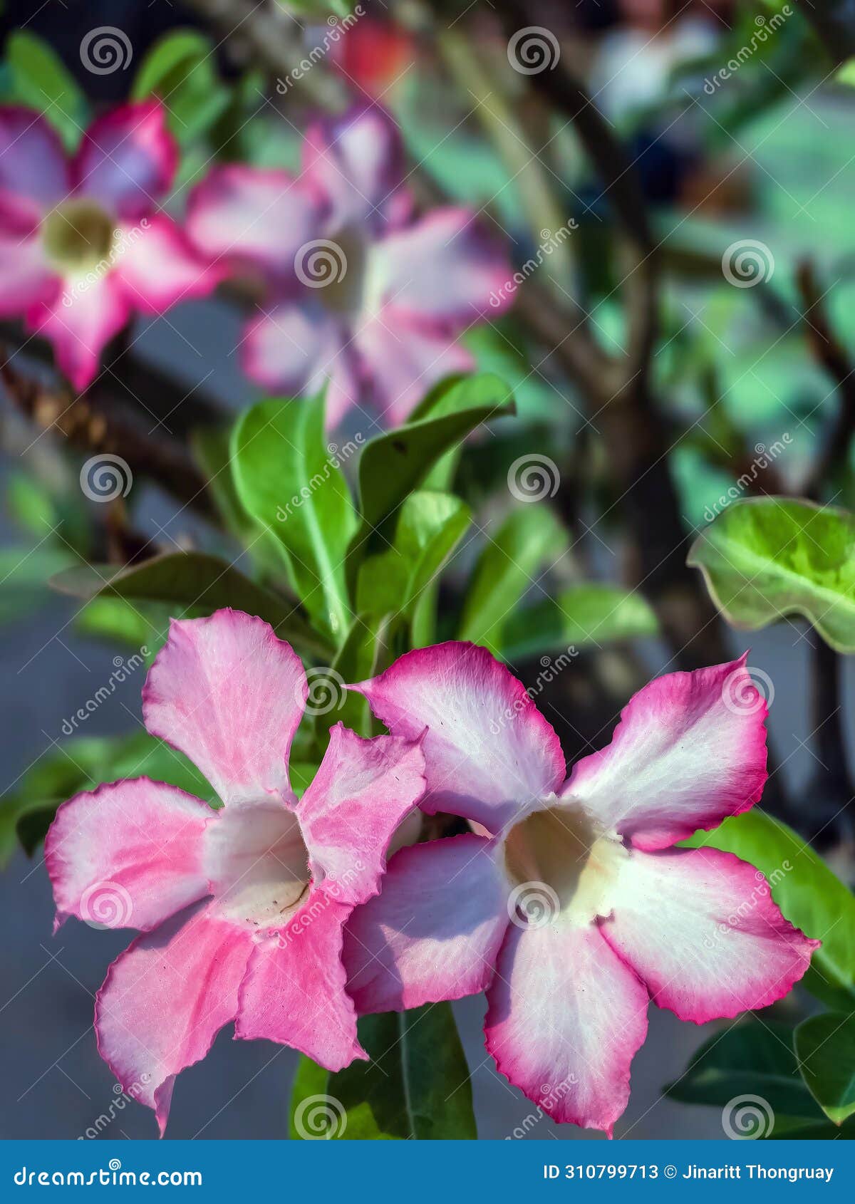 Beautiful Adenium Or Desert Rose Flower Pink Adenium Flower With Blur