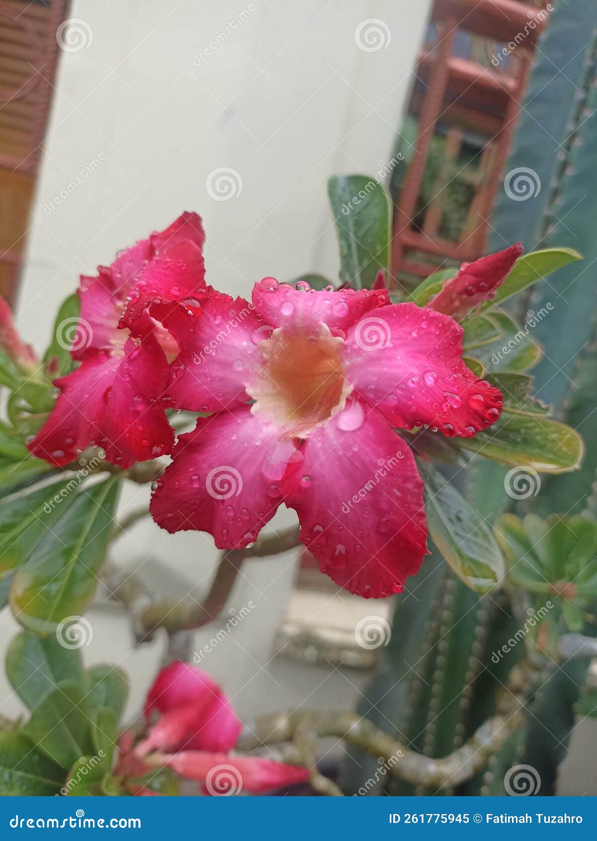 A beautiful adenium flower stock image. Image of fruit - 261775945