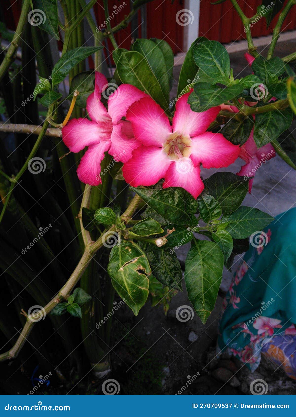 Beautiful Adenium Flower Grows by Itself Stock Image - Image of desert ...