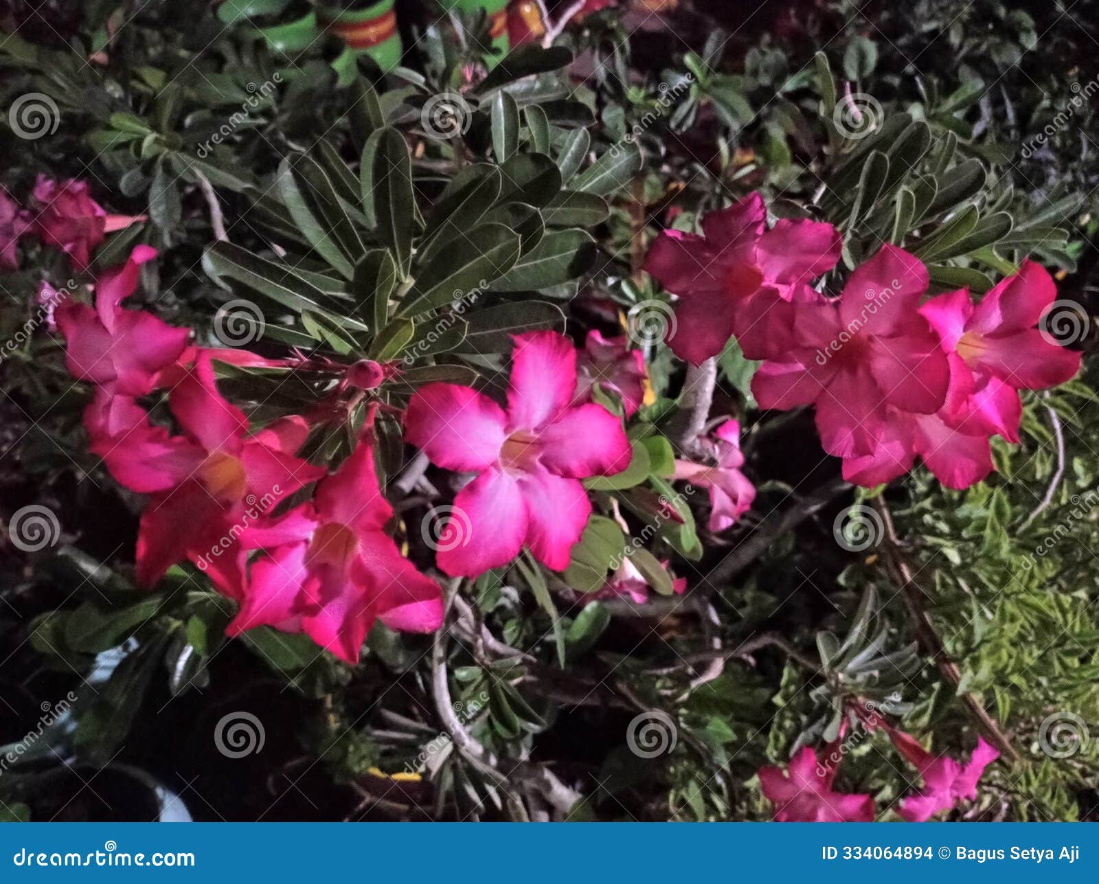 Beautiful Adenium Flower with Pink Color Stock Photo - Image of ...