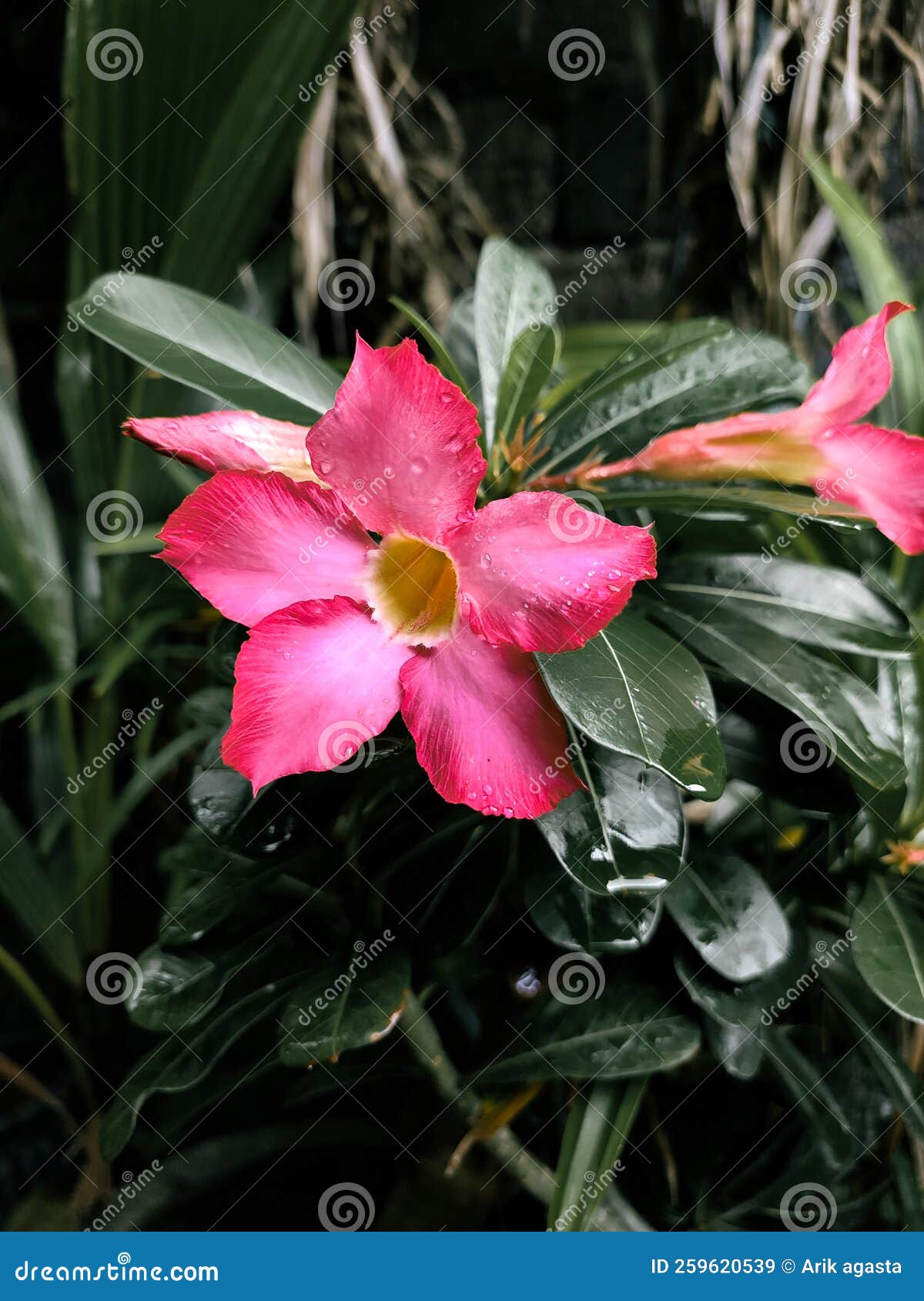 Adenium Obesum Pink Flower In The Garden Stock Image Image Of Pink