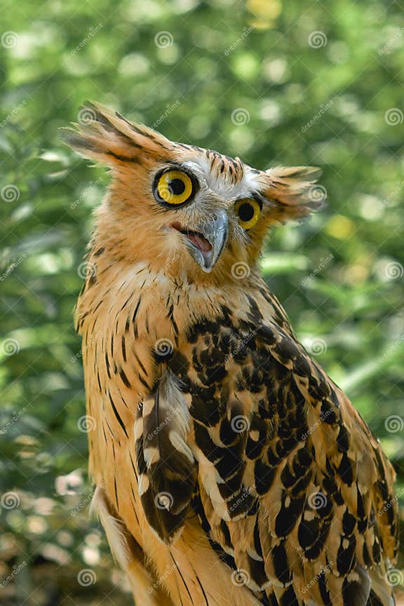 Beautiful and Adolf owl stock image. Image of orange - 263296375