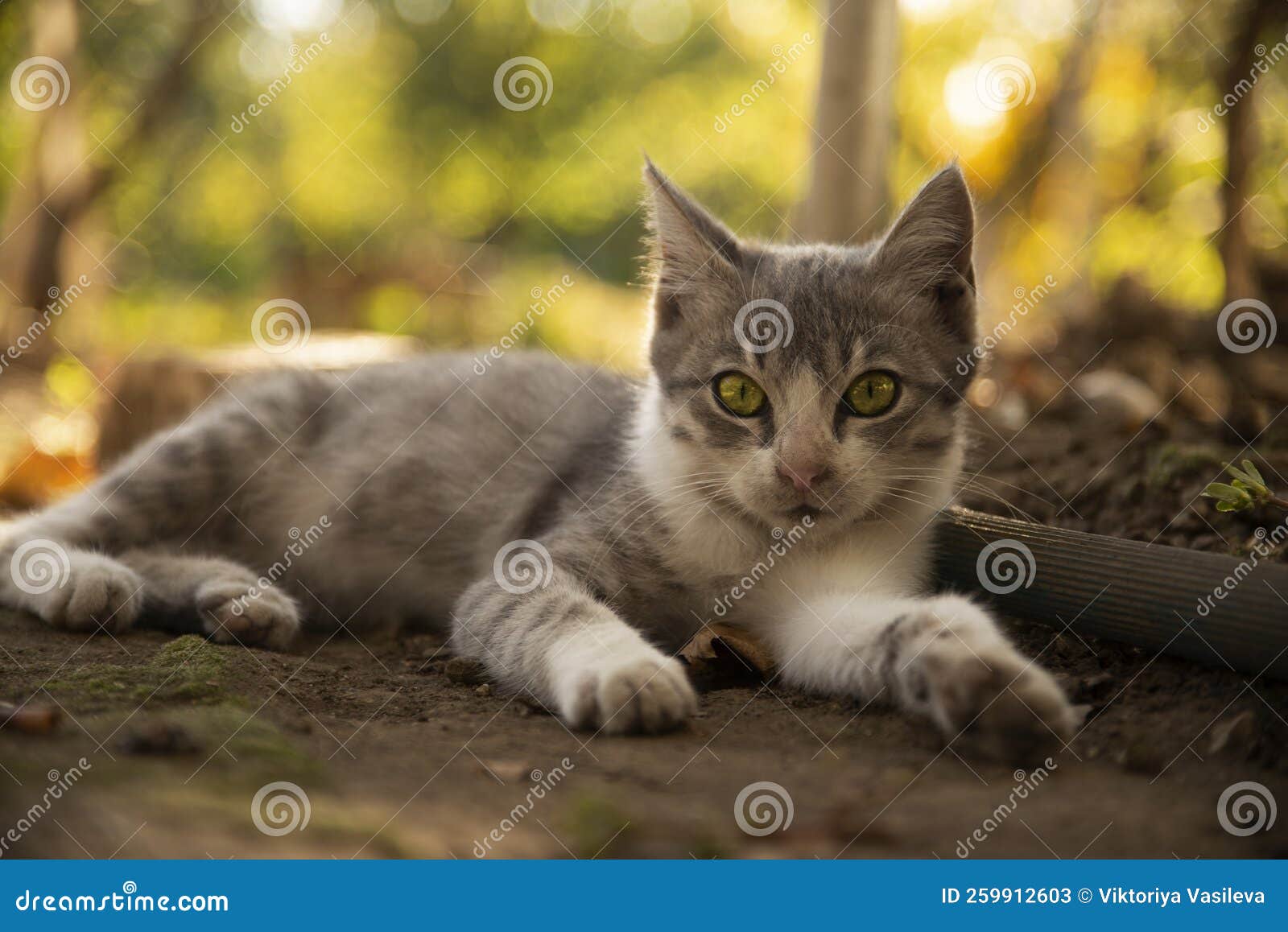 Laying down cat stock image. Image of enjoy, light, breeding - 259912603