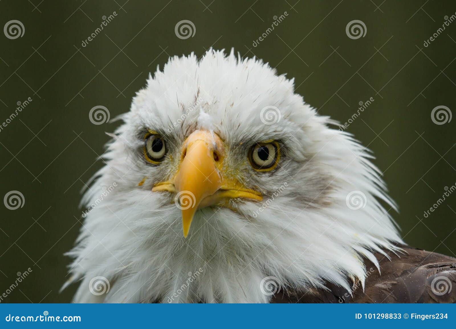 Photo Study of an American Bald Eagle Stock Image - Image of america ...