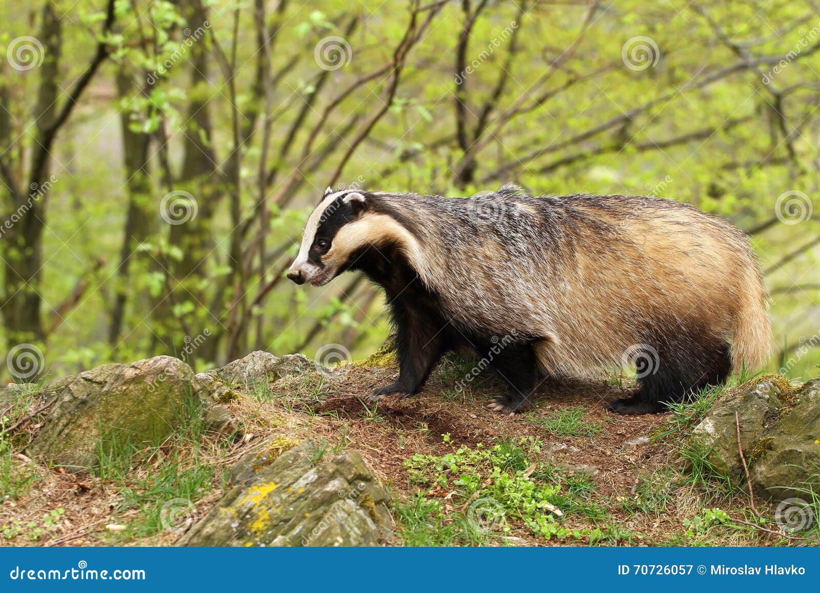 Beautiful adult badger stock image. Image of meles, badger - 70726057