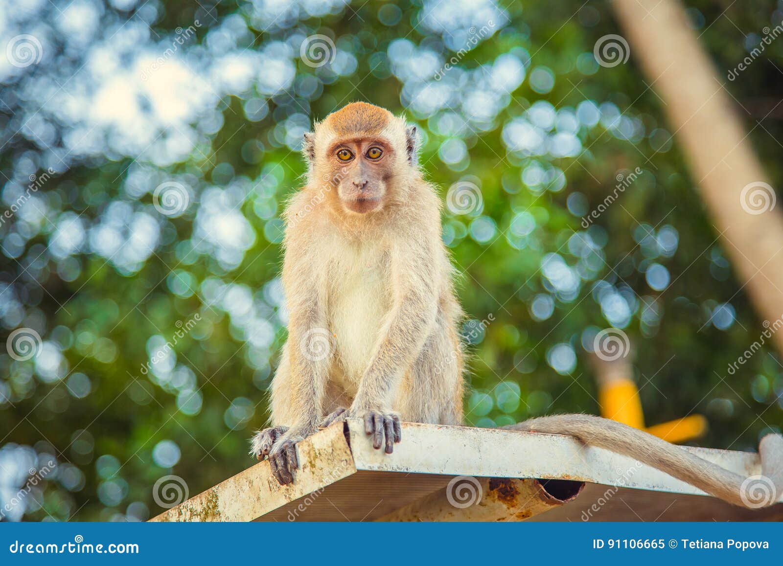 An Adult Macaque Monkey Sits On The Trunk Of A Tree With Its Legs ...