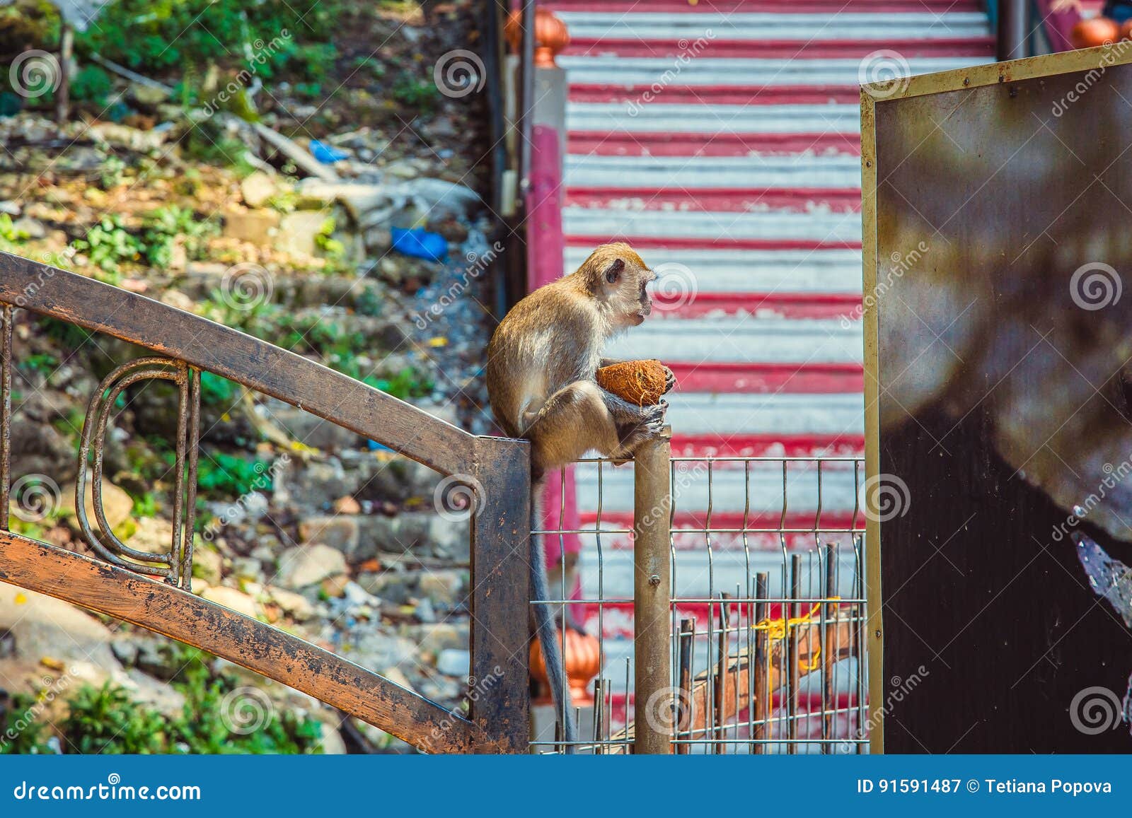 An Adult Macaque Monkey Sits On The Trunk Of A Tree With Its Legs ...