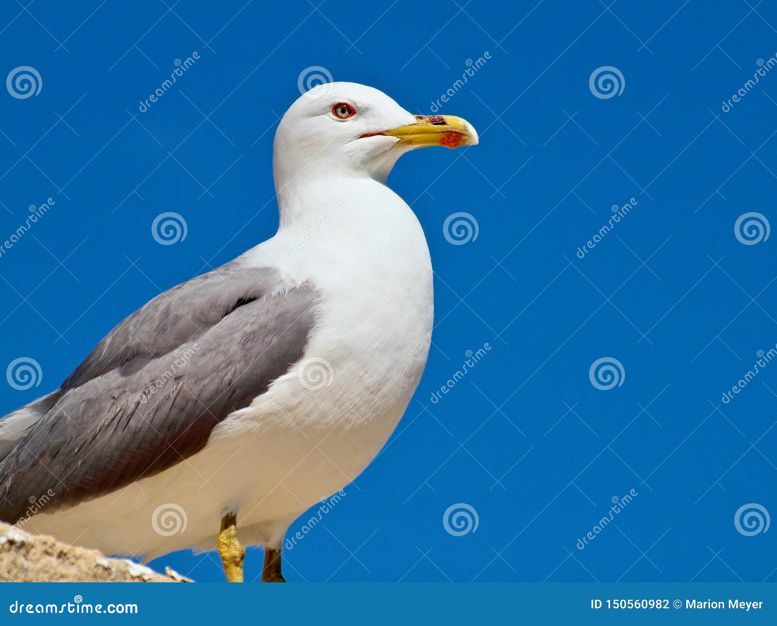 Beautiful Adult Seagull in Front of Blue Sky Stock Photo - Image of ...