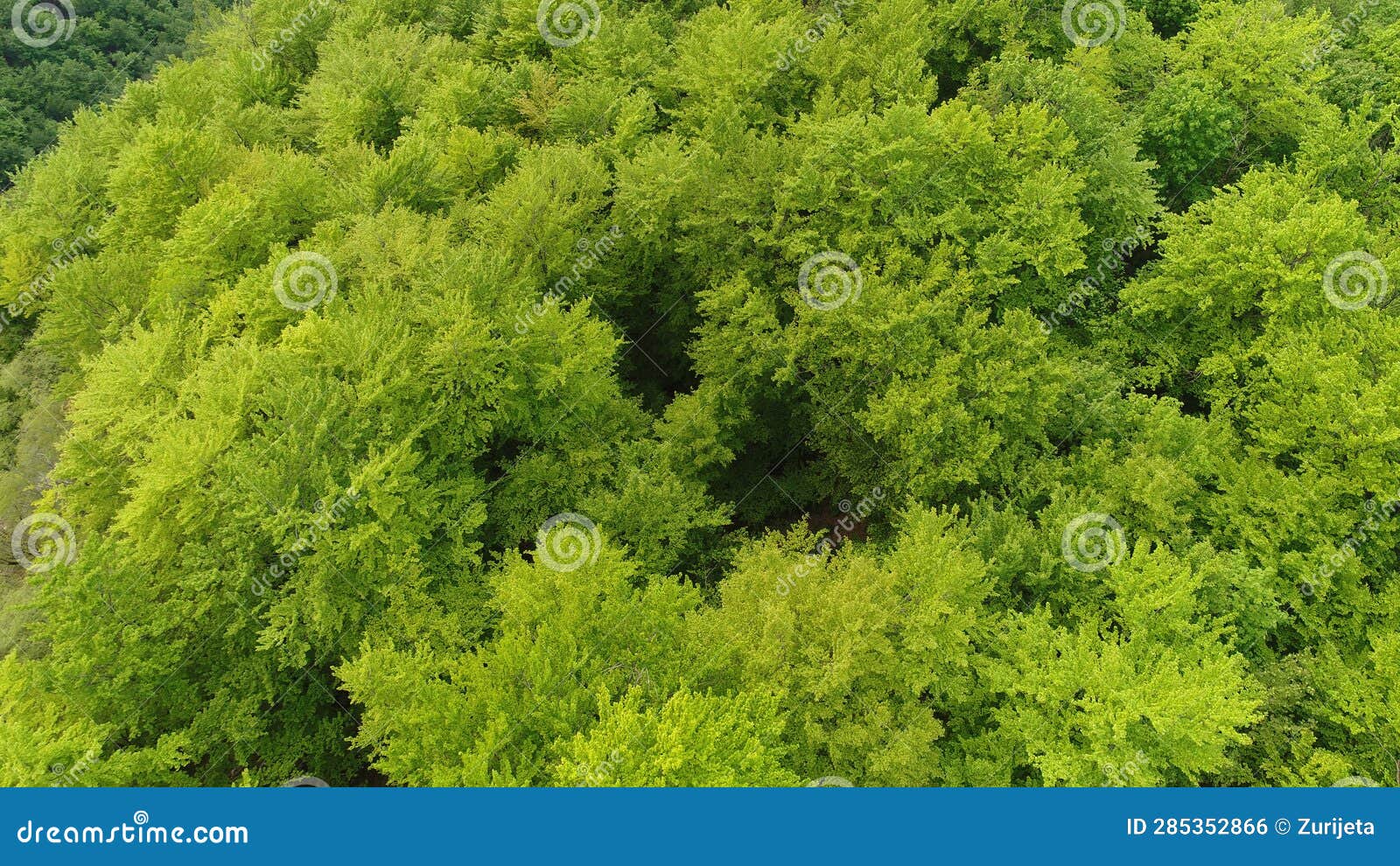 Beautiful Aerial View of Green Forest Trees Stock Photo - Image of view ...