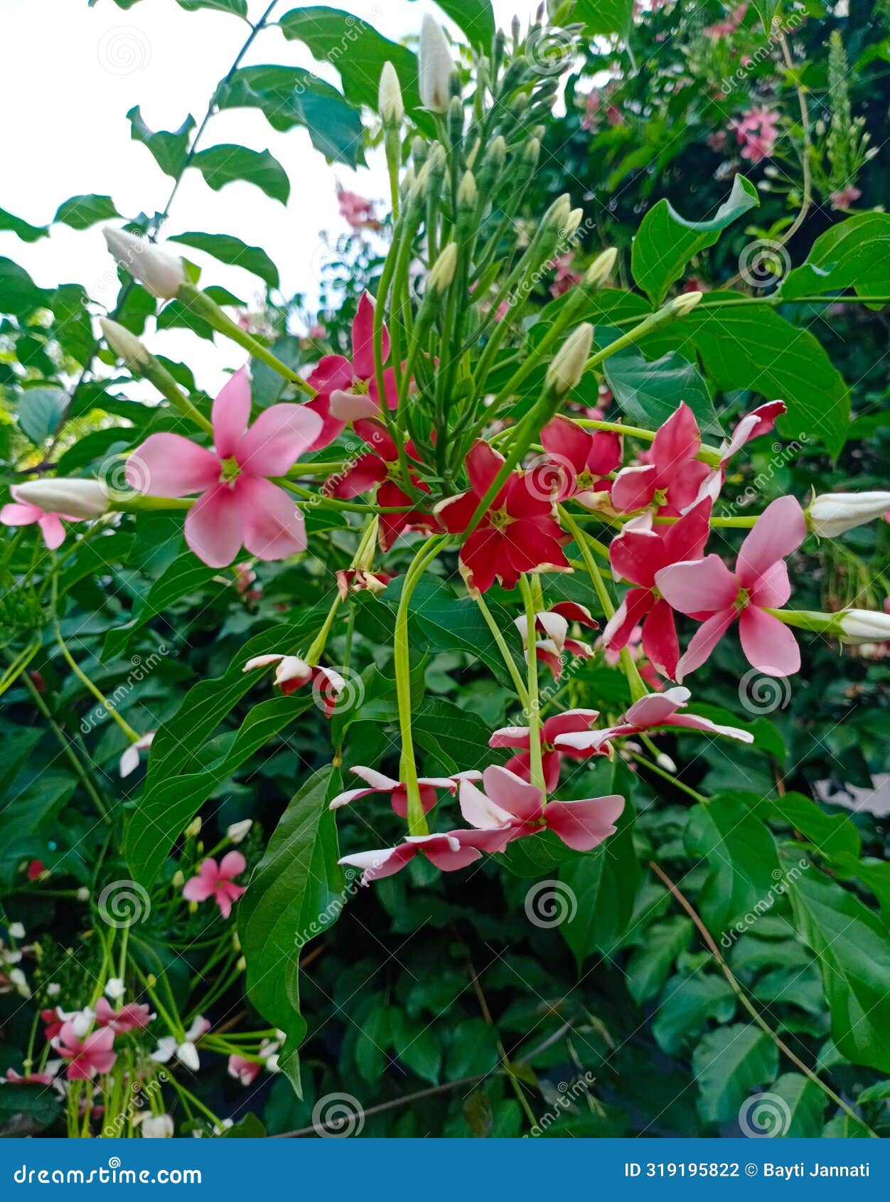 Beautiful Aesthetic Flowers that Have Bloomed are Red? Stock Photo ...
