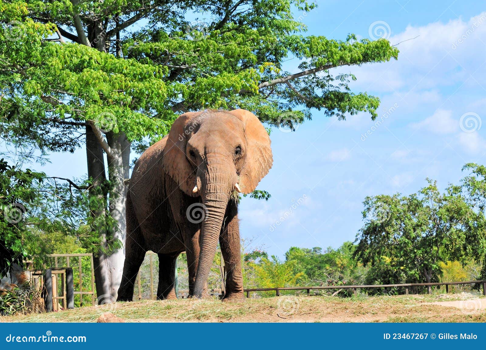 Beautiful African Elephant stock image. Image of species - 23467267