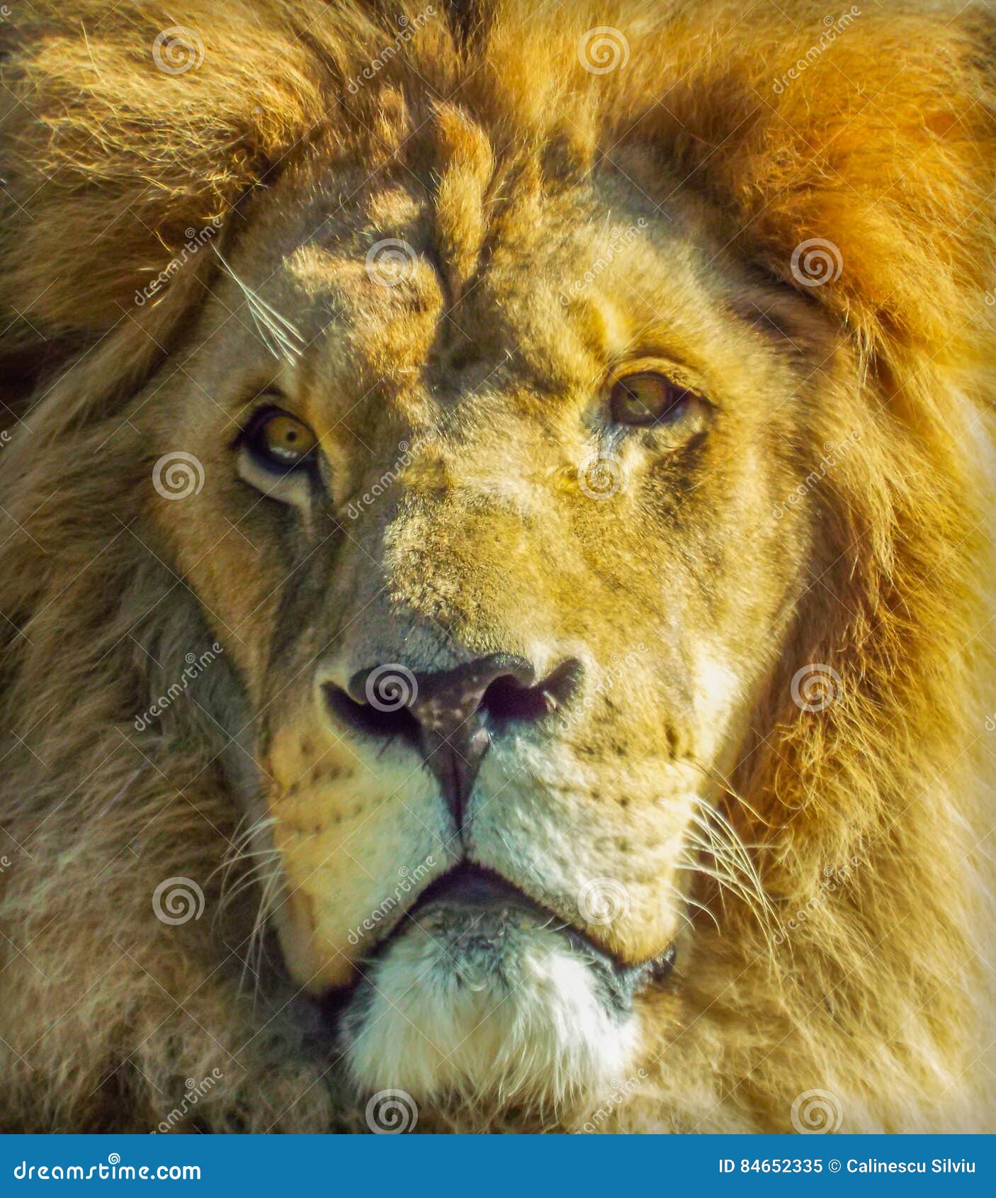 Beautiful African Lion Face Stock Image - Image of dangerous, eyes ...