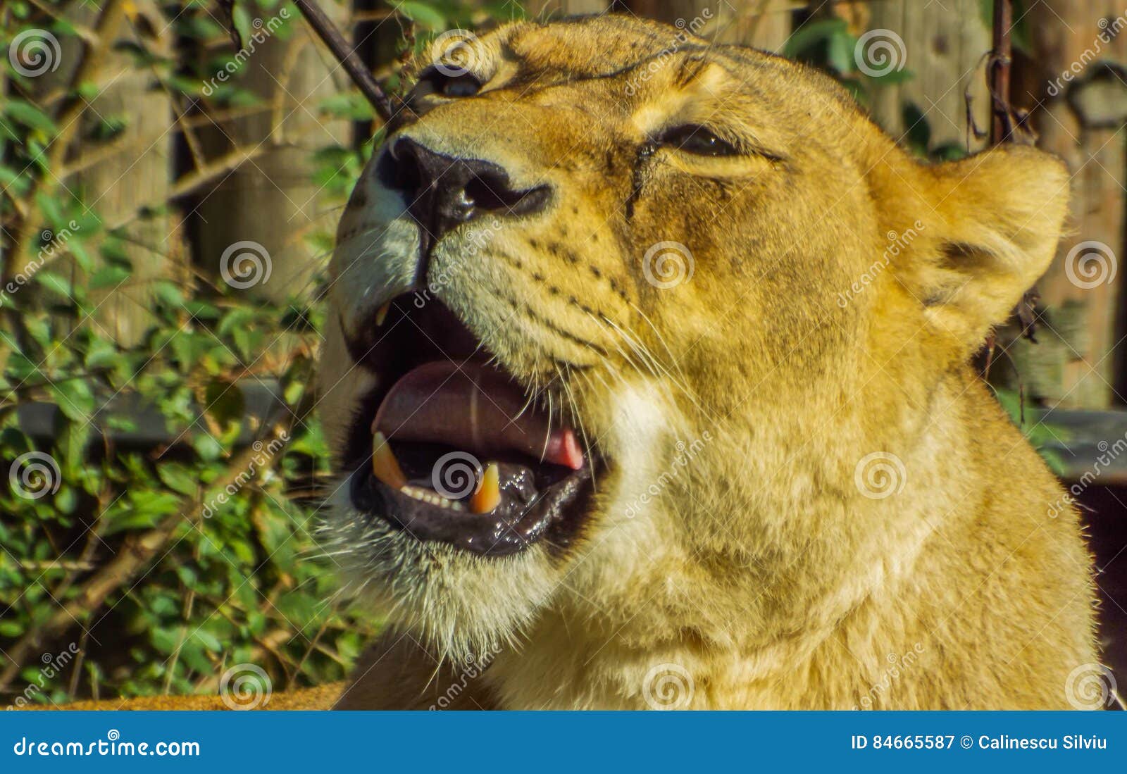 Beautiful African Lioness Face Stock Image - Image of greatness, brown ...