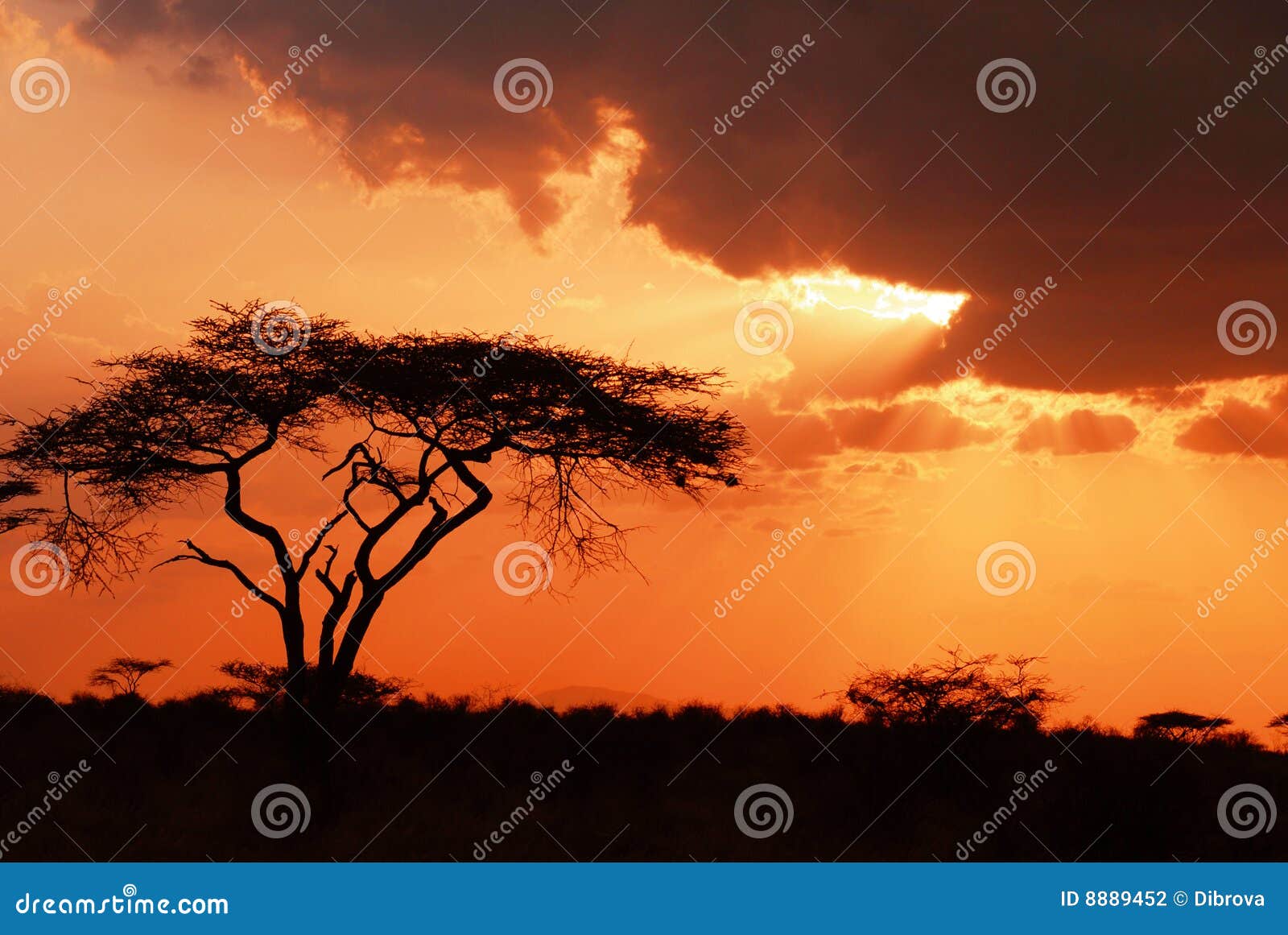 Beautiful african sunset stock photo. Image of acacia - 8889452