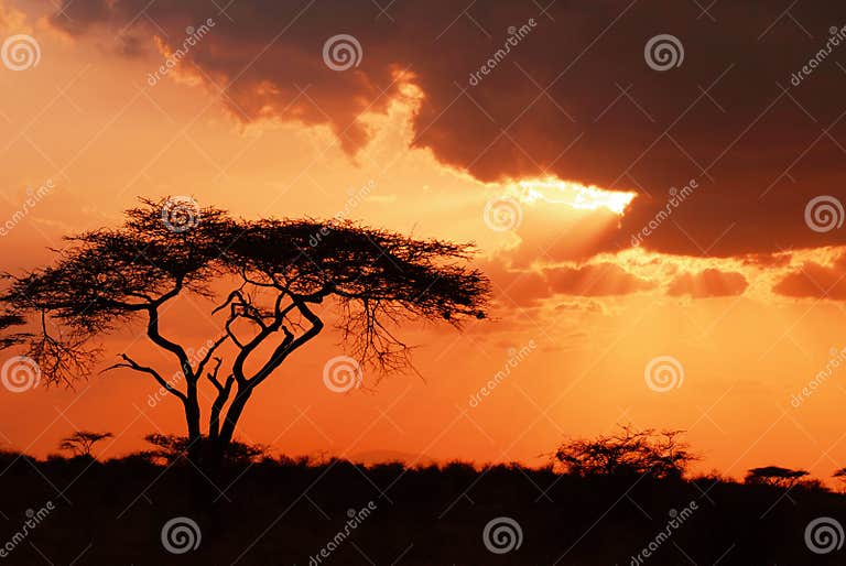 Beautiful african sunset stock photo. Image of acacia - 8889452