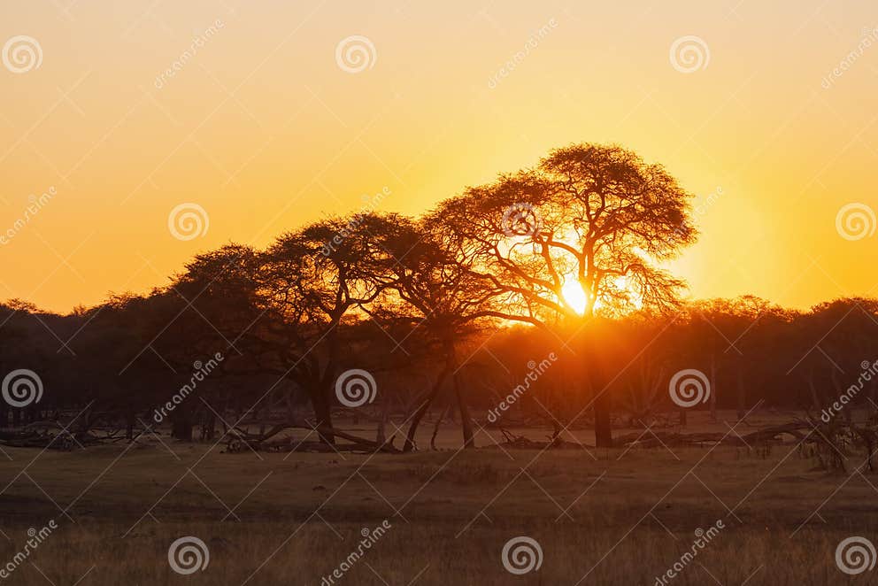 A Beautiful African Tree Sunset Stock Photo - Image of sunset, park ...