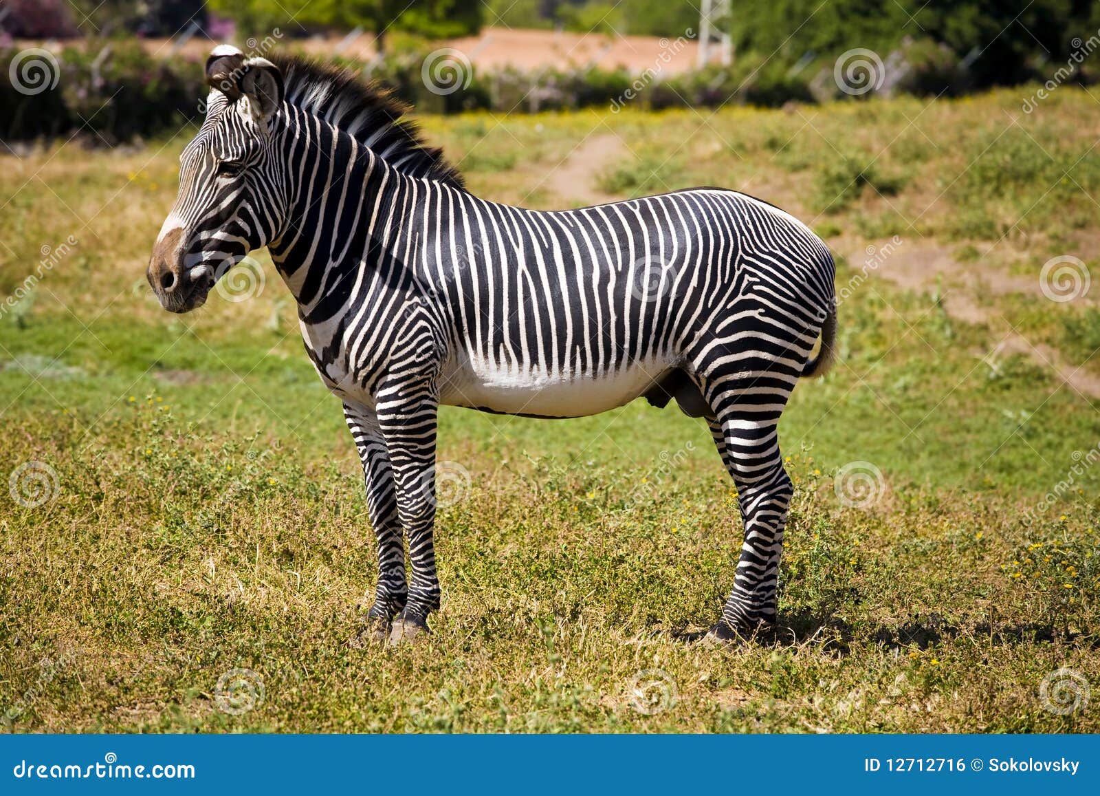Beautiful african Zebra stock photo. Image of friendly - 12712716