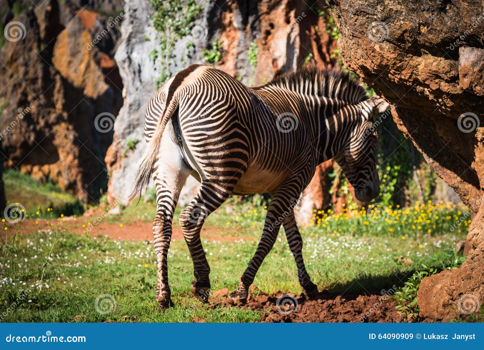 A Beautiful African Zebra in His Natural Environment Stock Image ...