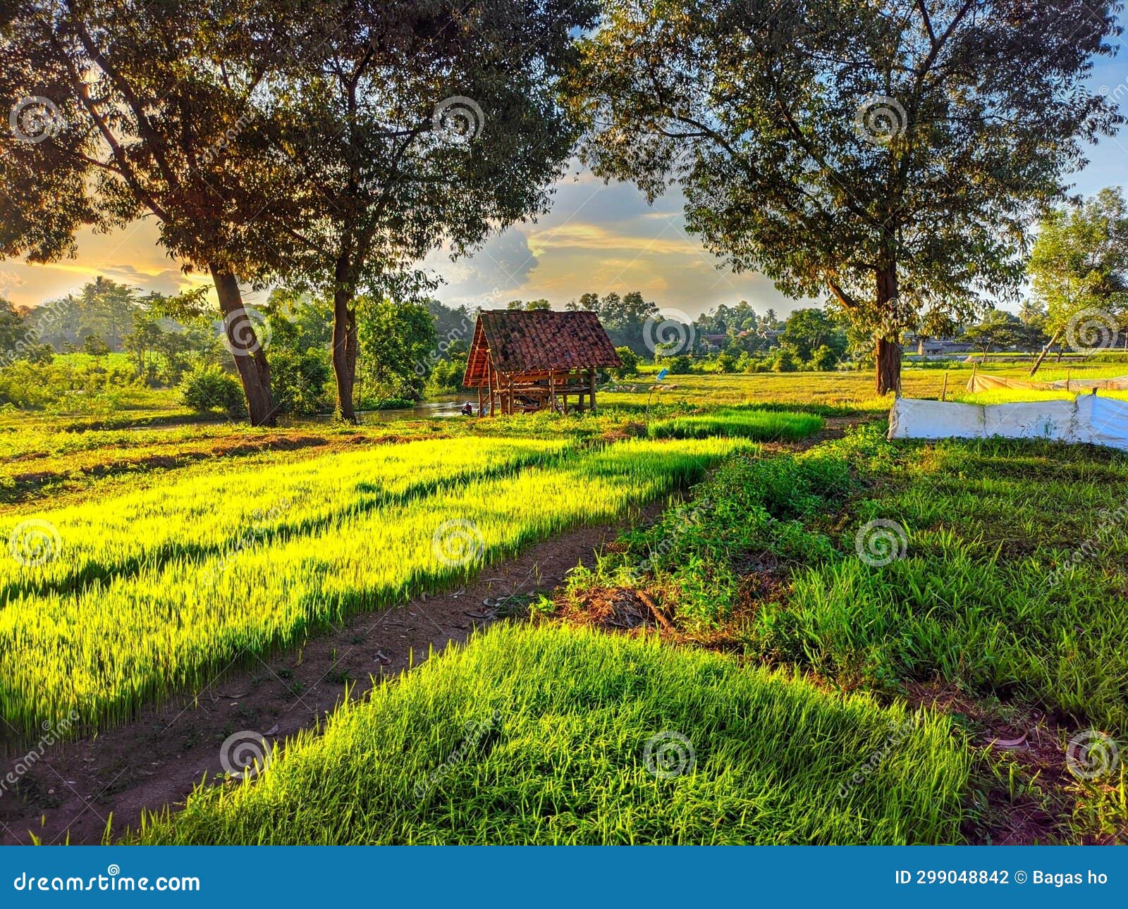 Beautiful Afternoon Atmosphere in the Village Rice Fields Stock Photo ...