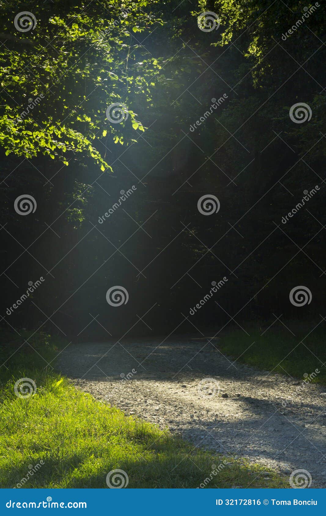 Beautiful Afternoon Light in a Forest Stock Photo - Image of ...