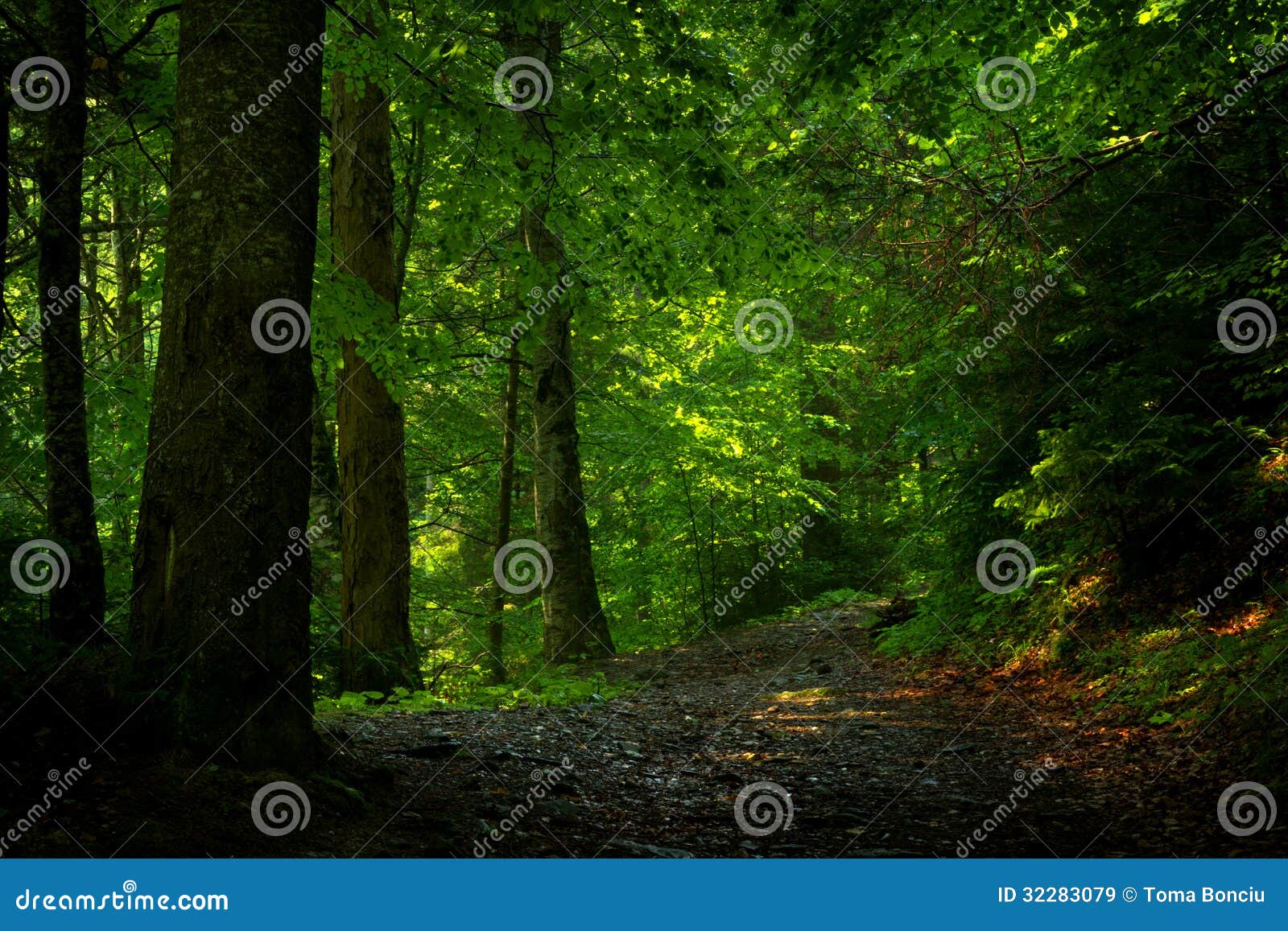 Beautiful Afternoon Light in a Forest Stock Image - Image of magic ...