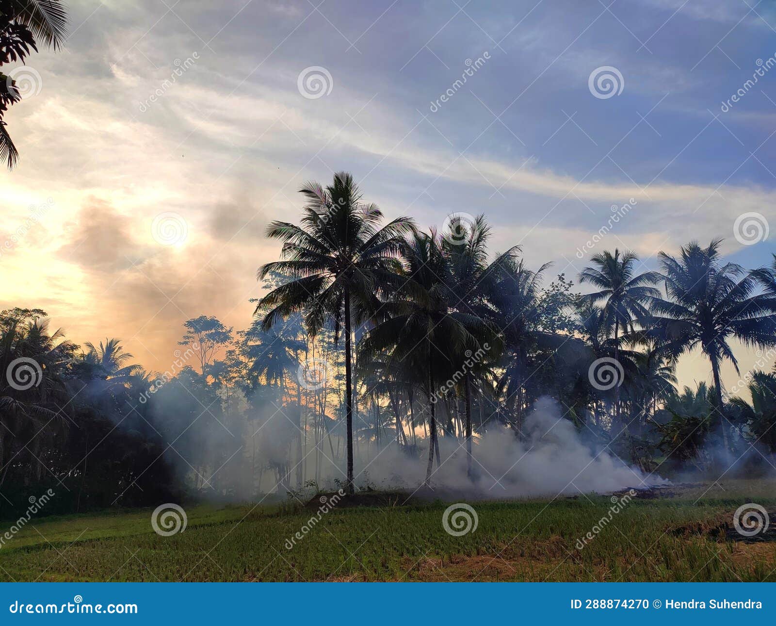 Beautiful Afternoon in Rice Fields Stock Photo - Image of afternoon ...