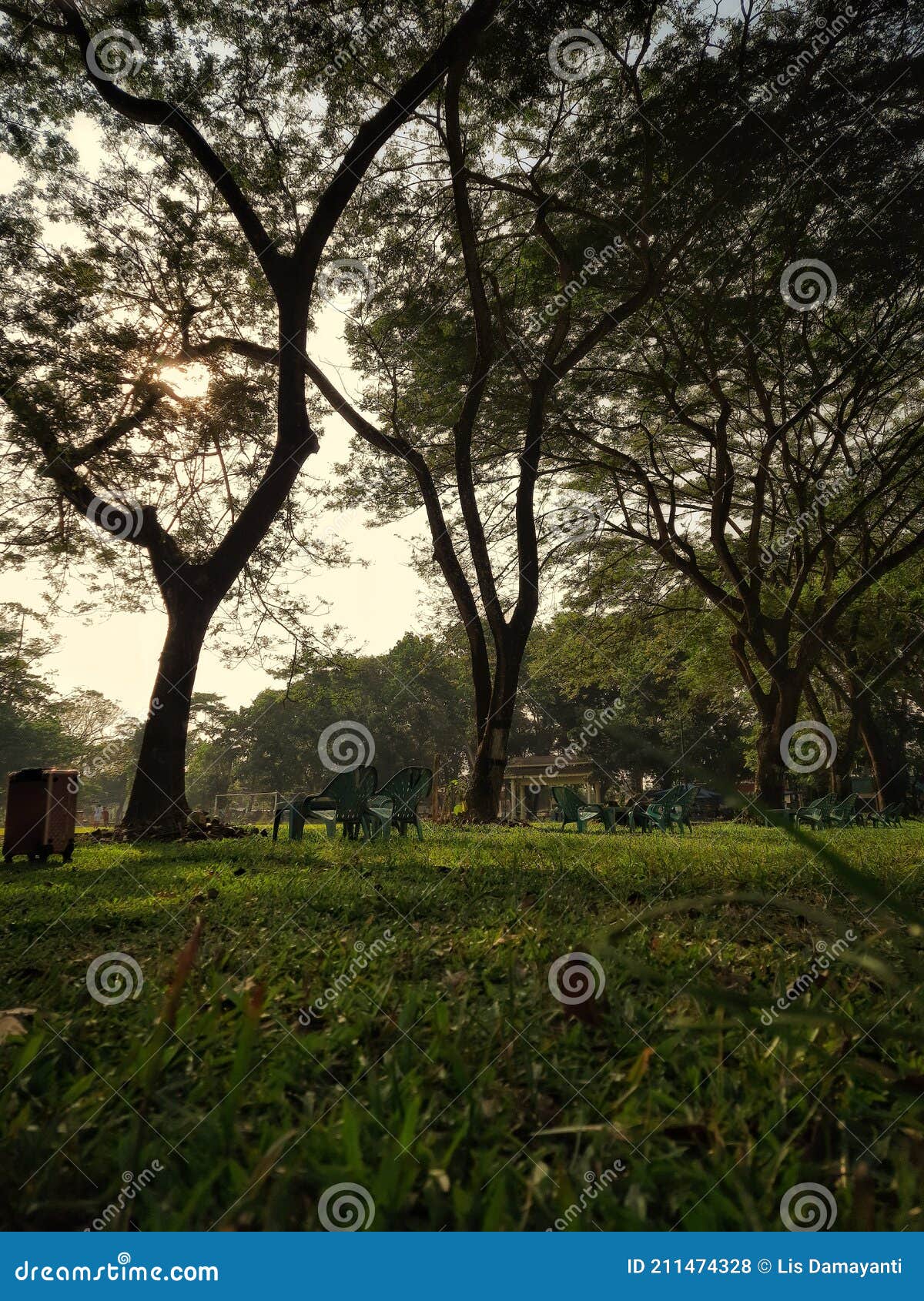A Beautiful Afternoon Scenery Under the Tree Stock Photo - Image of ...