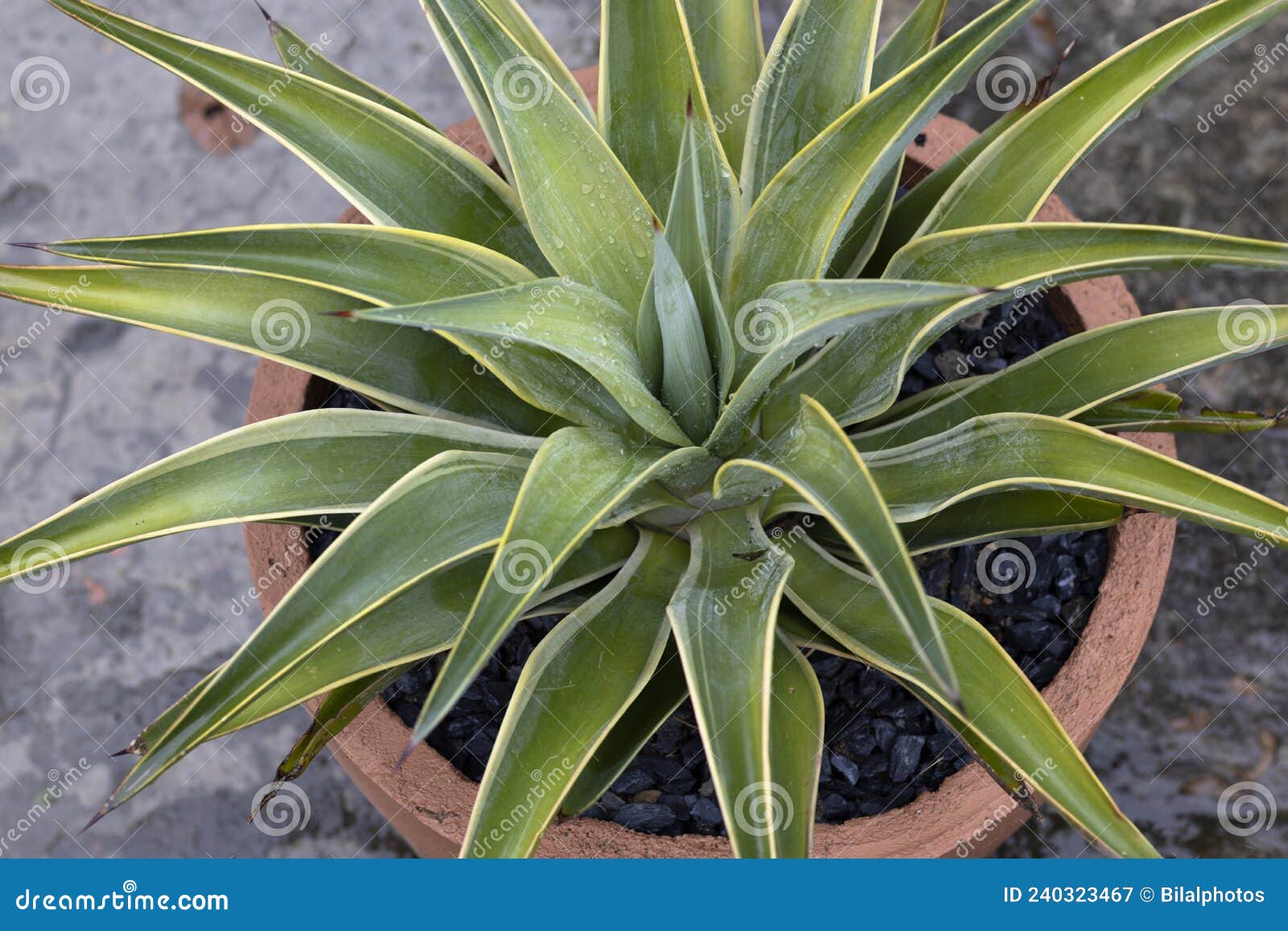 Beautiful Agave Plant in a Container Stock Image - Image of background ...
