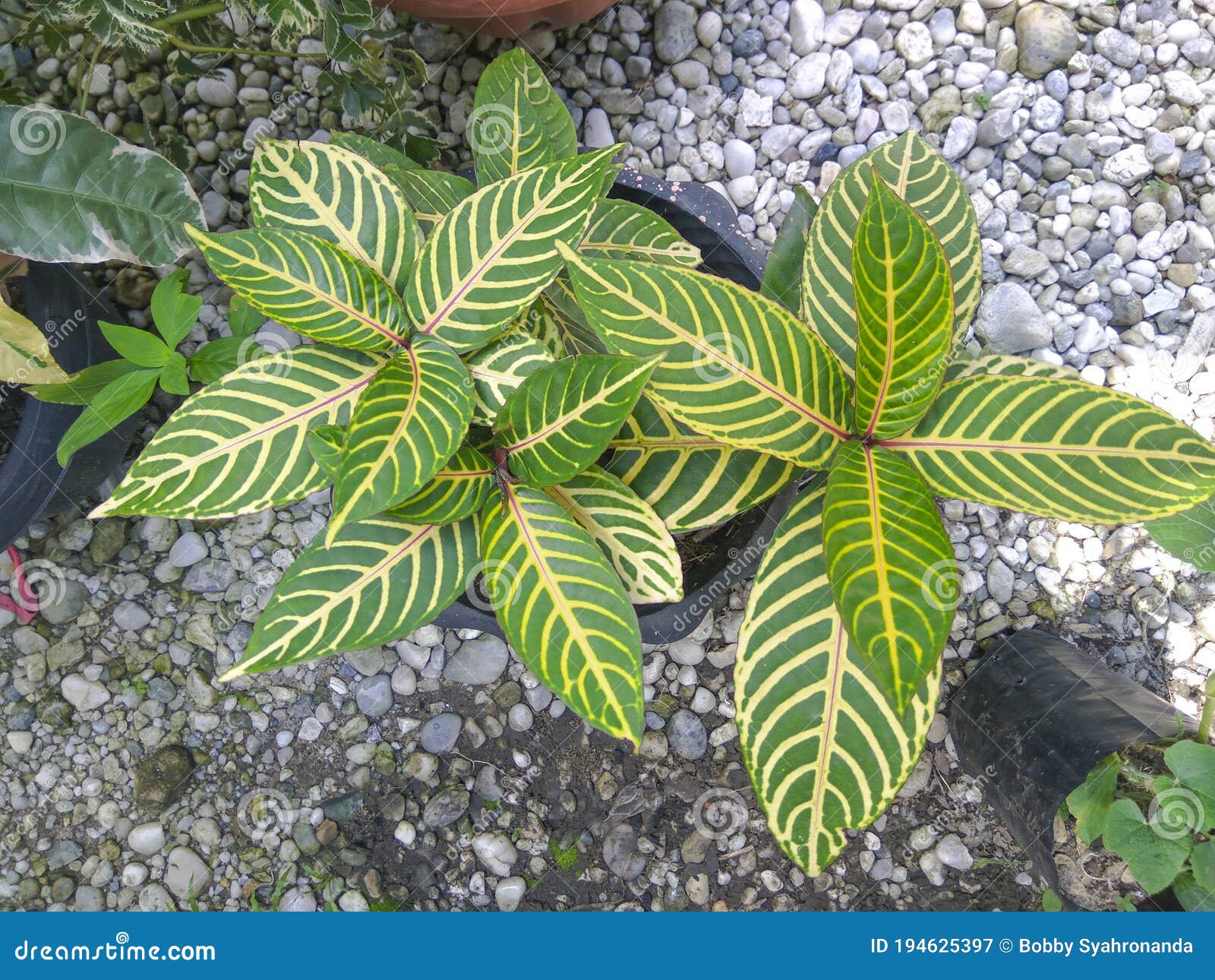 Beautiful Aglonema Red Sumatra Flower in Top View Stock Image - Image ...