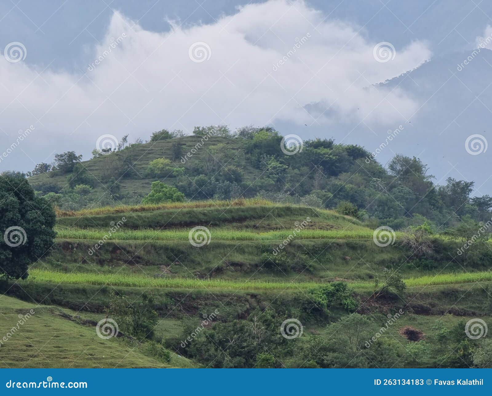 Beautiful Agricultural Fields in Kerala, India. Stock Image - Image of ...