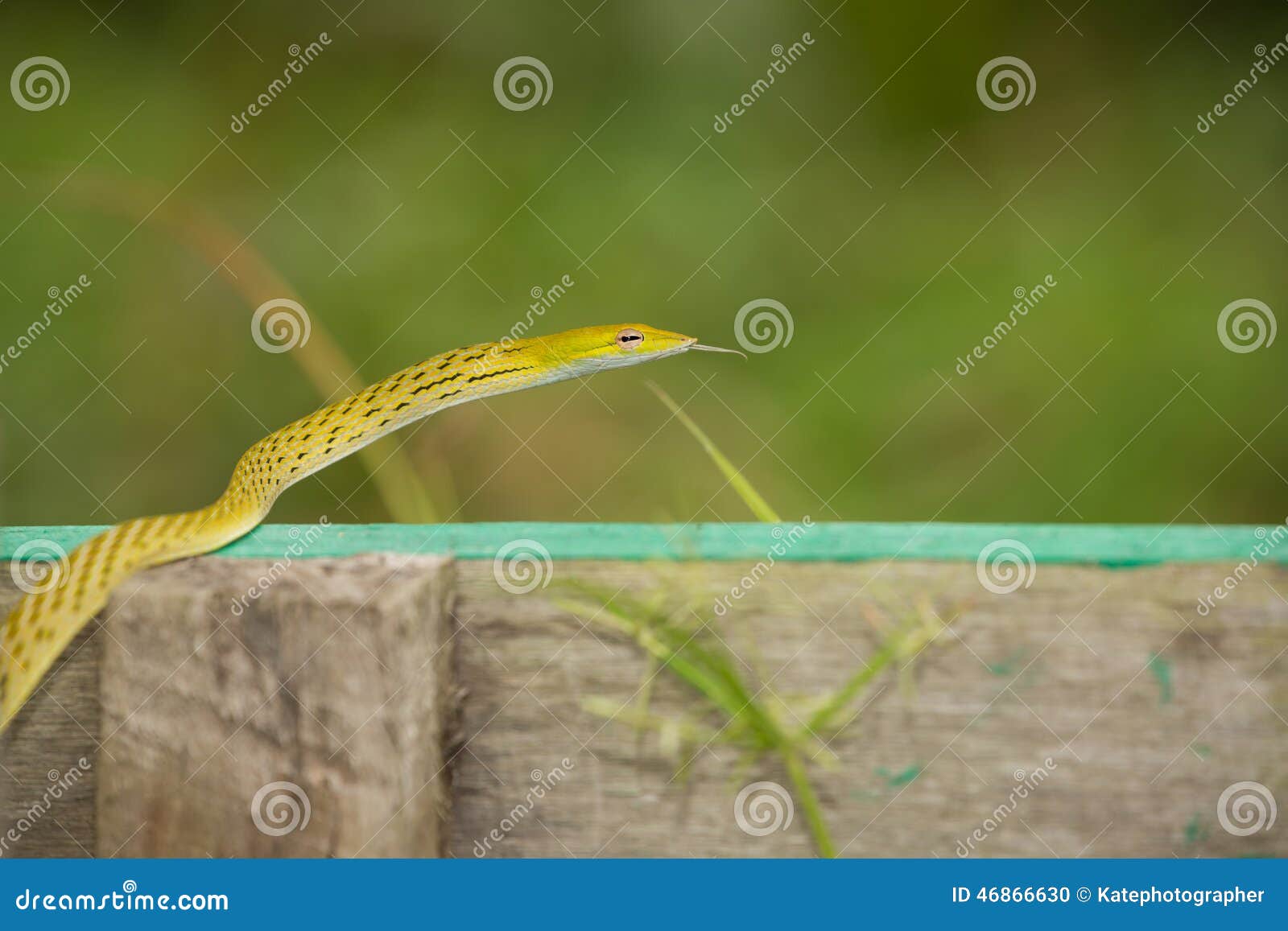Beautiful Ahaetulla Snake in Borneo Indonesia. Stock Photo - Image of ...