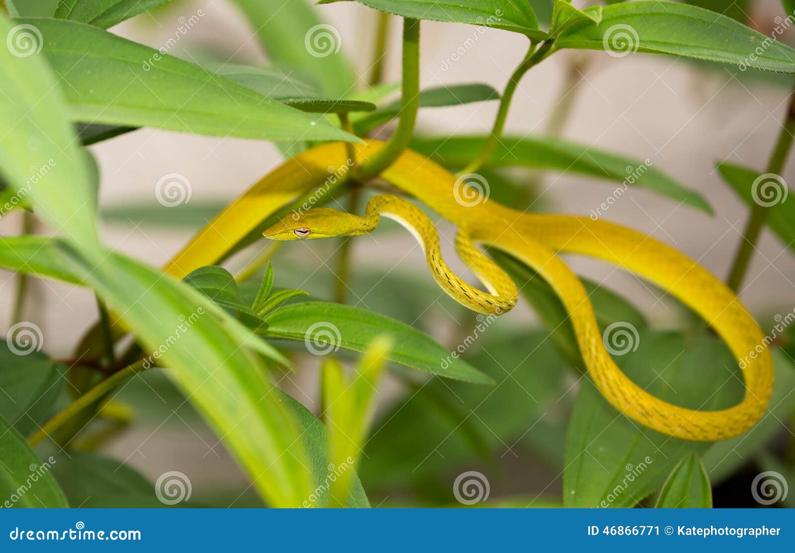 Beautiful Ahaetulla Snake in Borneo Indonesia. Stock Image - Image of ...