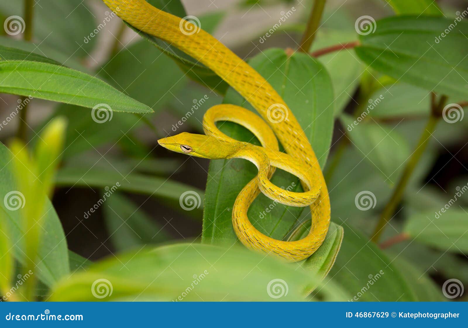 Beautiful Ahaetulla Snake in Borneo Indonesia. Stock Image - Image of ...