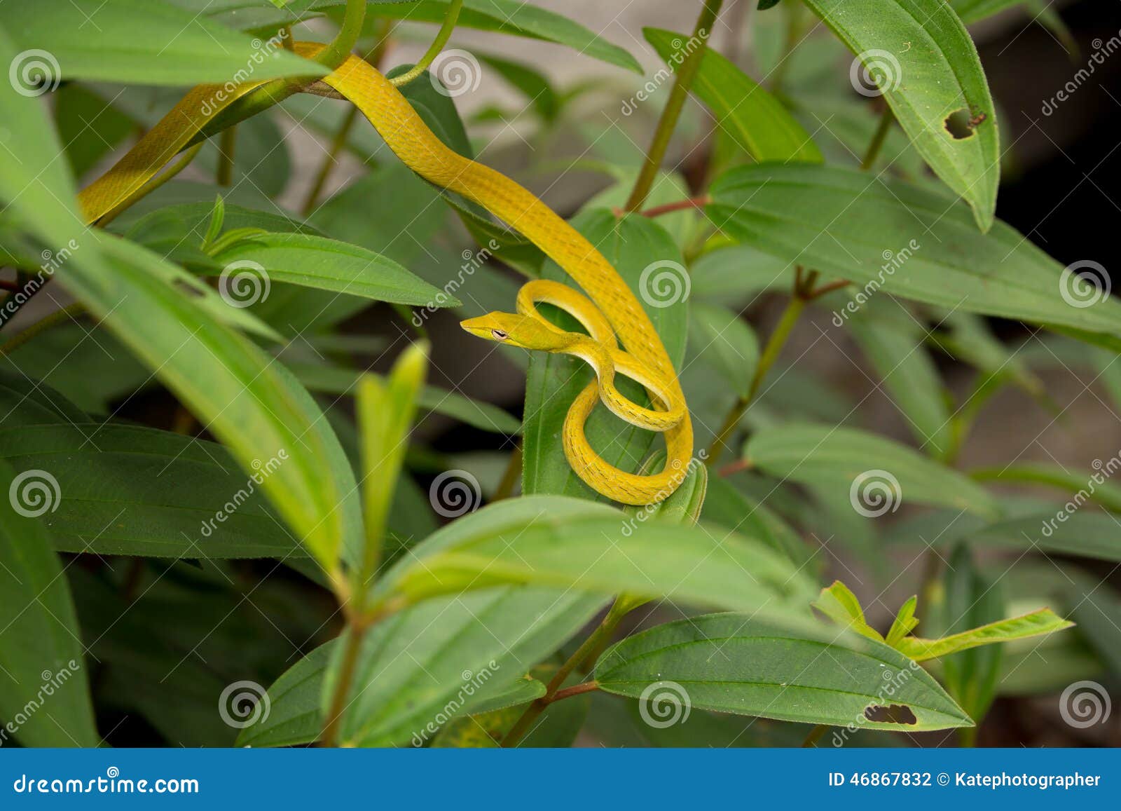 Beautiful Ahaetulla Snake in Borneo Indonesia. Stock Photo - Image of ...