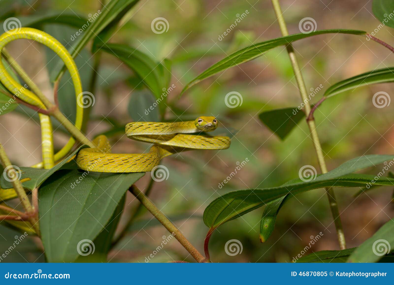 Beautiful Ahaetulla Snake in Borneo Indonesia. Stock Image - Image of ...