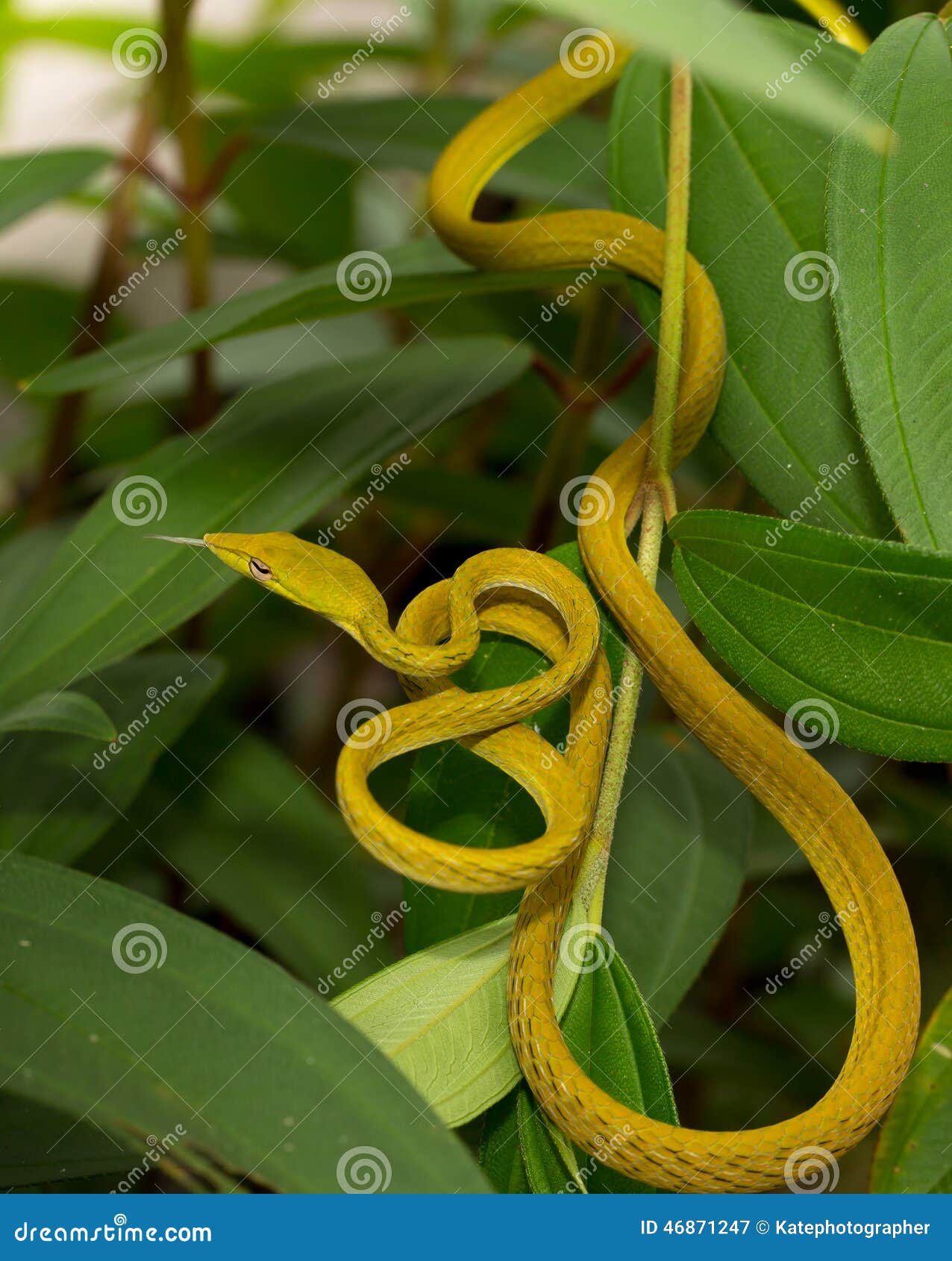 Beautiful Ahaetulla Snake in Borneo Indonesia. Stock Image - Image of ...