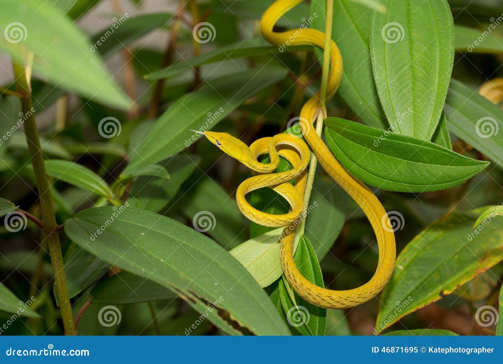 Beautiful Ahaetulla Snake in Borneo Indonesia. Stock Image - Image of ...