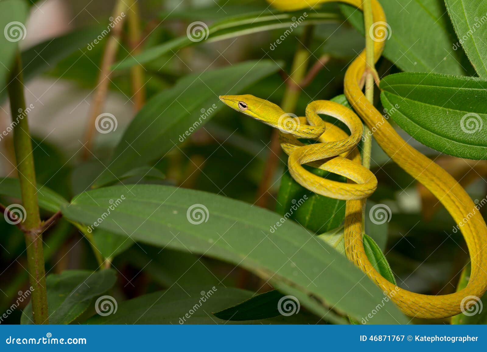 Beautiful Ahaetulla Snake in Borneo Indonesia. Stock Image - Image of ...