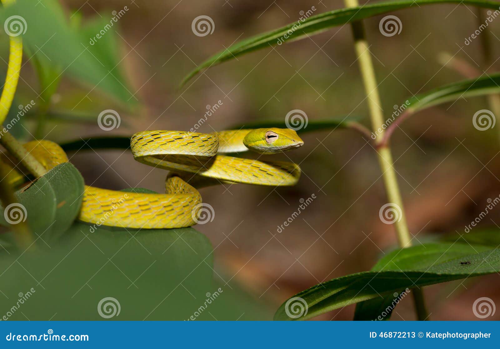 Beautiful Ahaetulla Snake in Borneo Indonesia. Stock Image - Image of ...